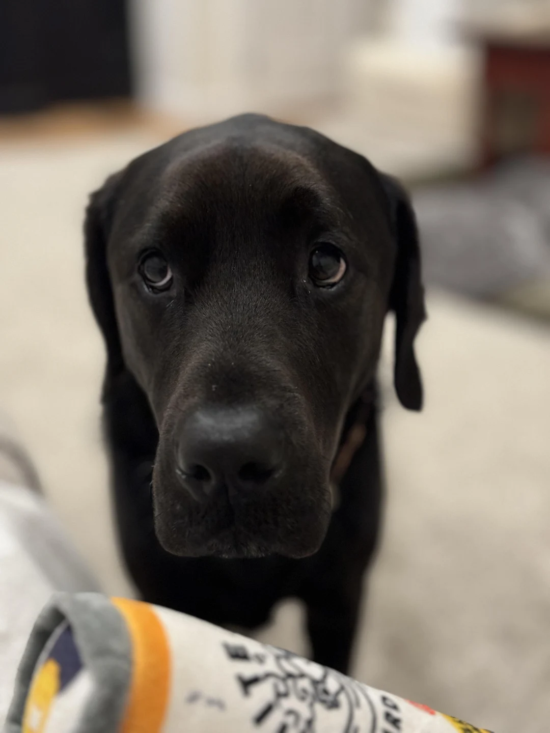 Stanley has the best side eye. | Scrolller