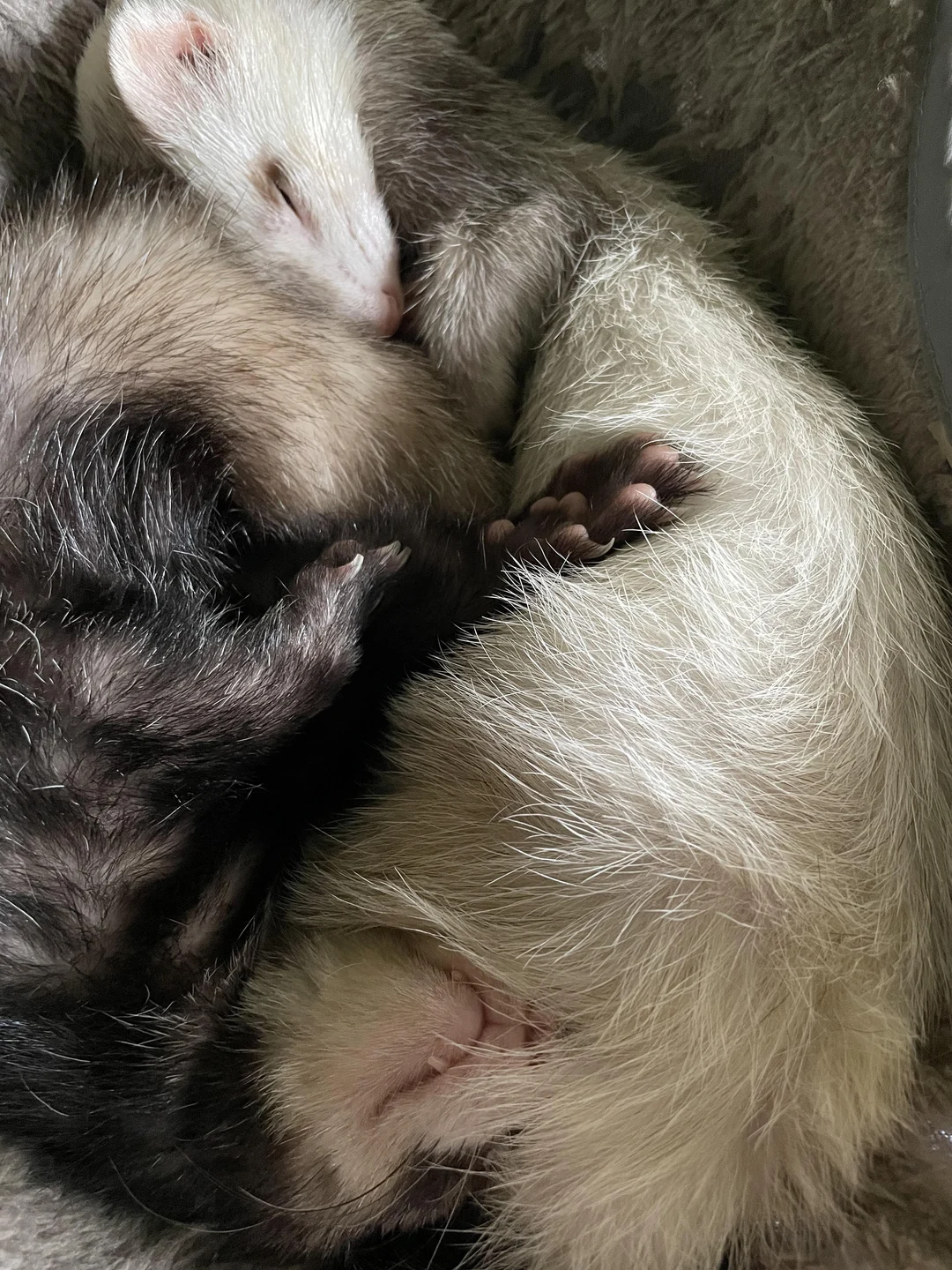 Ferret yinyang | Scrolller