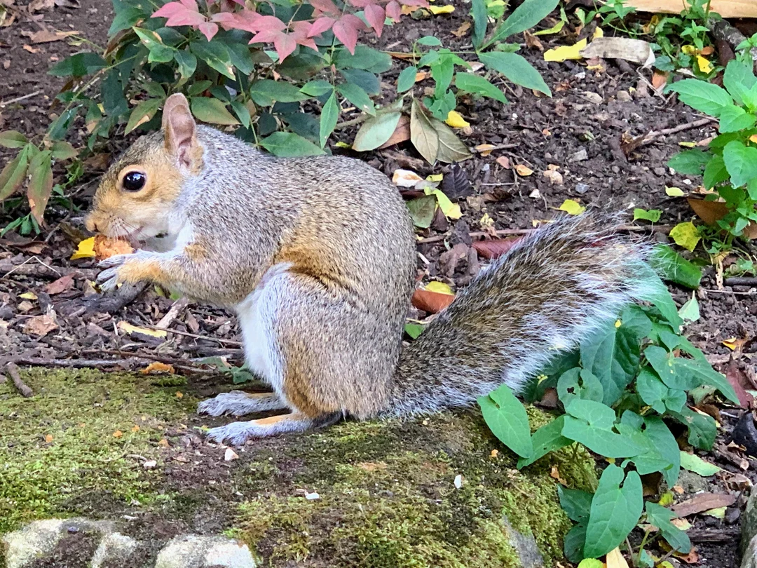 Injured Tail | Scrolller