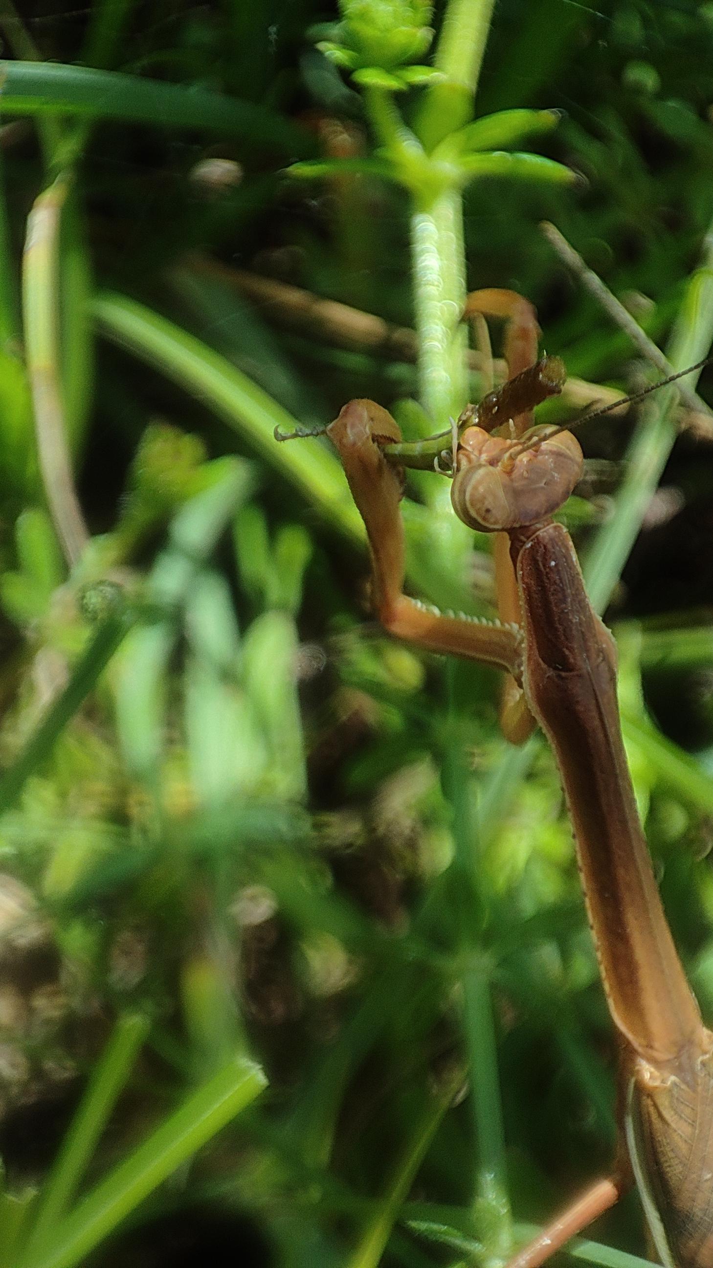Mantis eating its lunch. | Scrolller