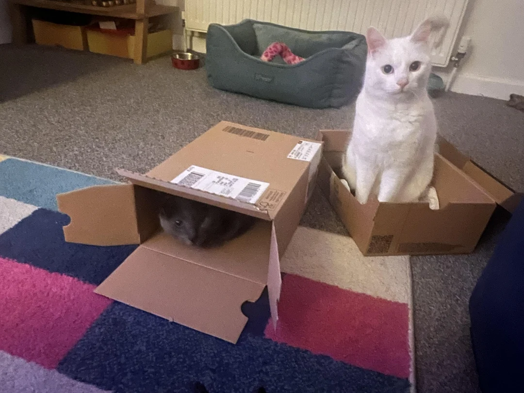 New trainer box trap | Scrolller