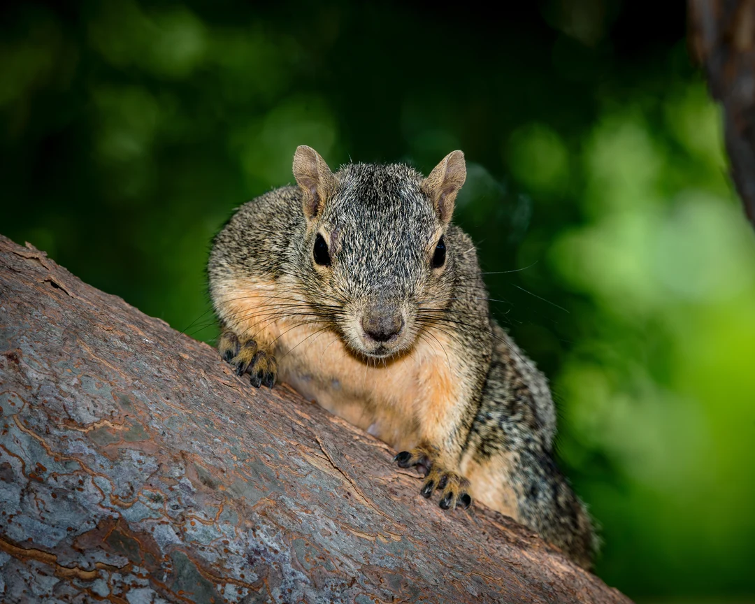 Discover more like Squirrels: Dynamic Squirrel and Related Content | Scrolller