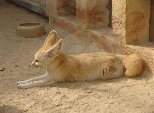 Today's Fennec | Scrolller