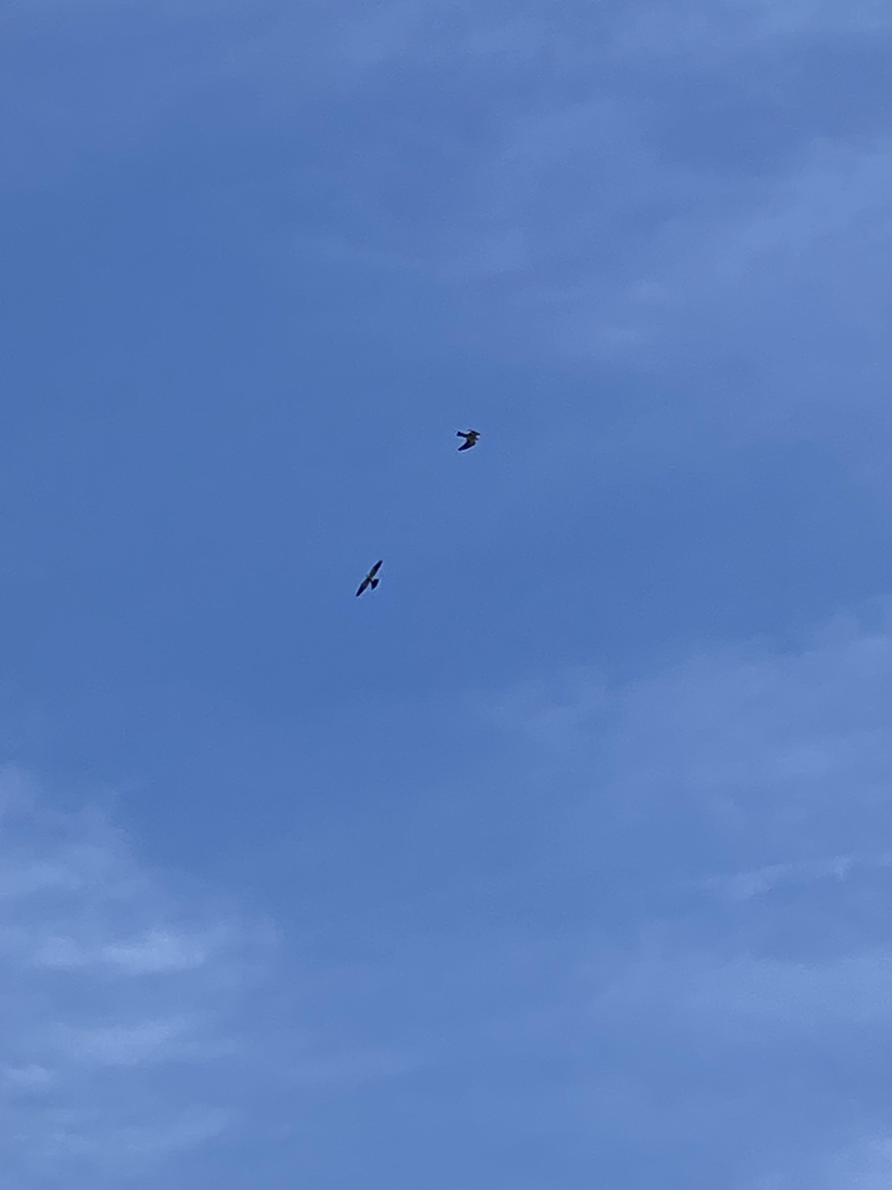 Any way to identify these hawks with this photo. There was 8 of them swooping around a parking ...