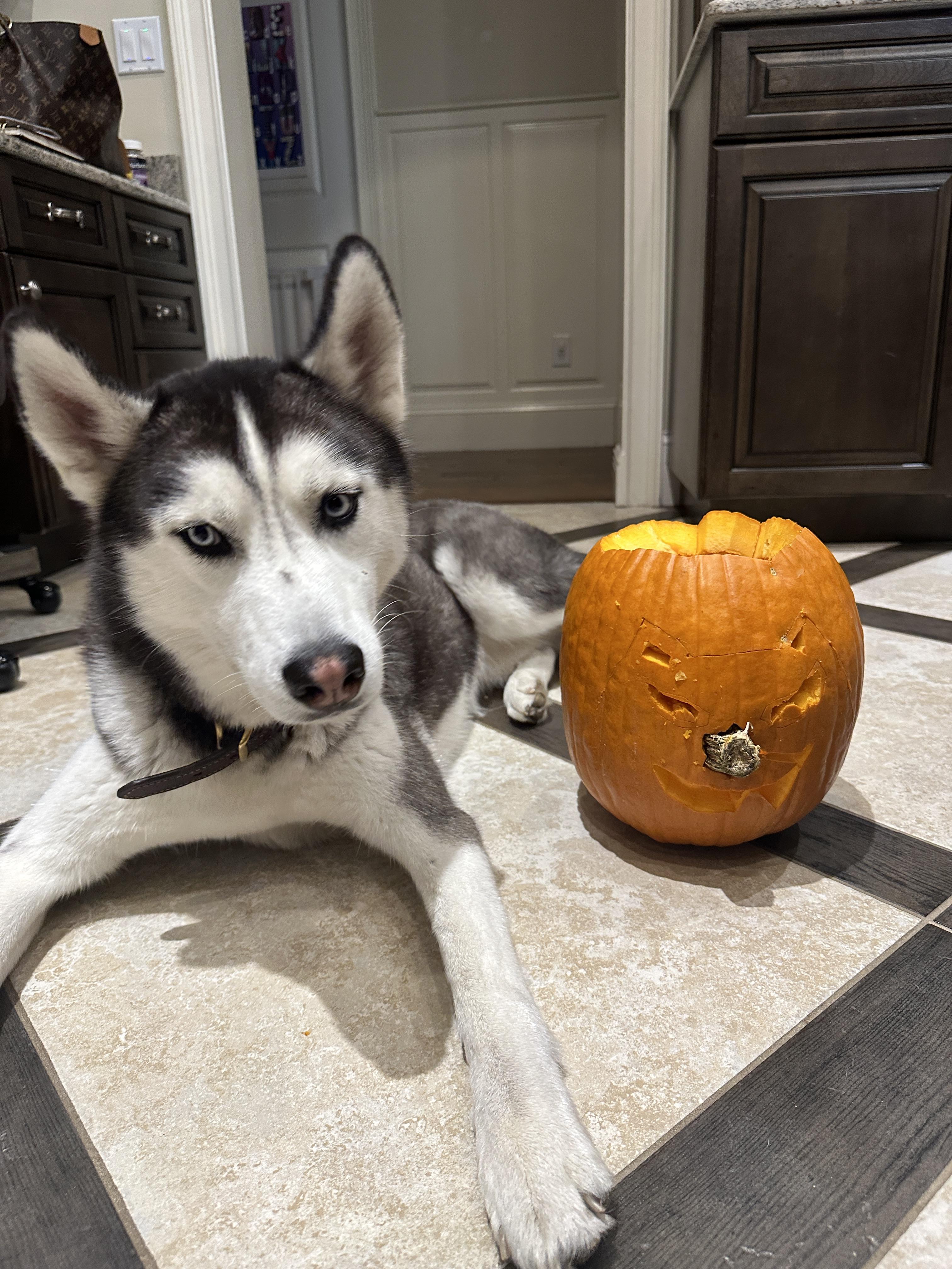 Made a Jack O Lantern of my Husky | Scrolller