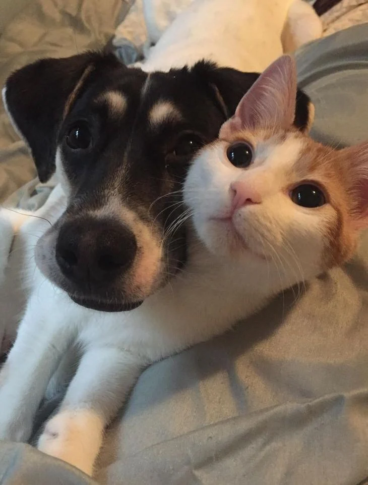Jack Russell Terrier Pup And Tabby Cat 🐶🐱 | Scrolller