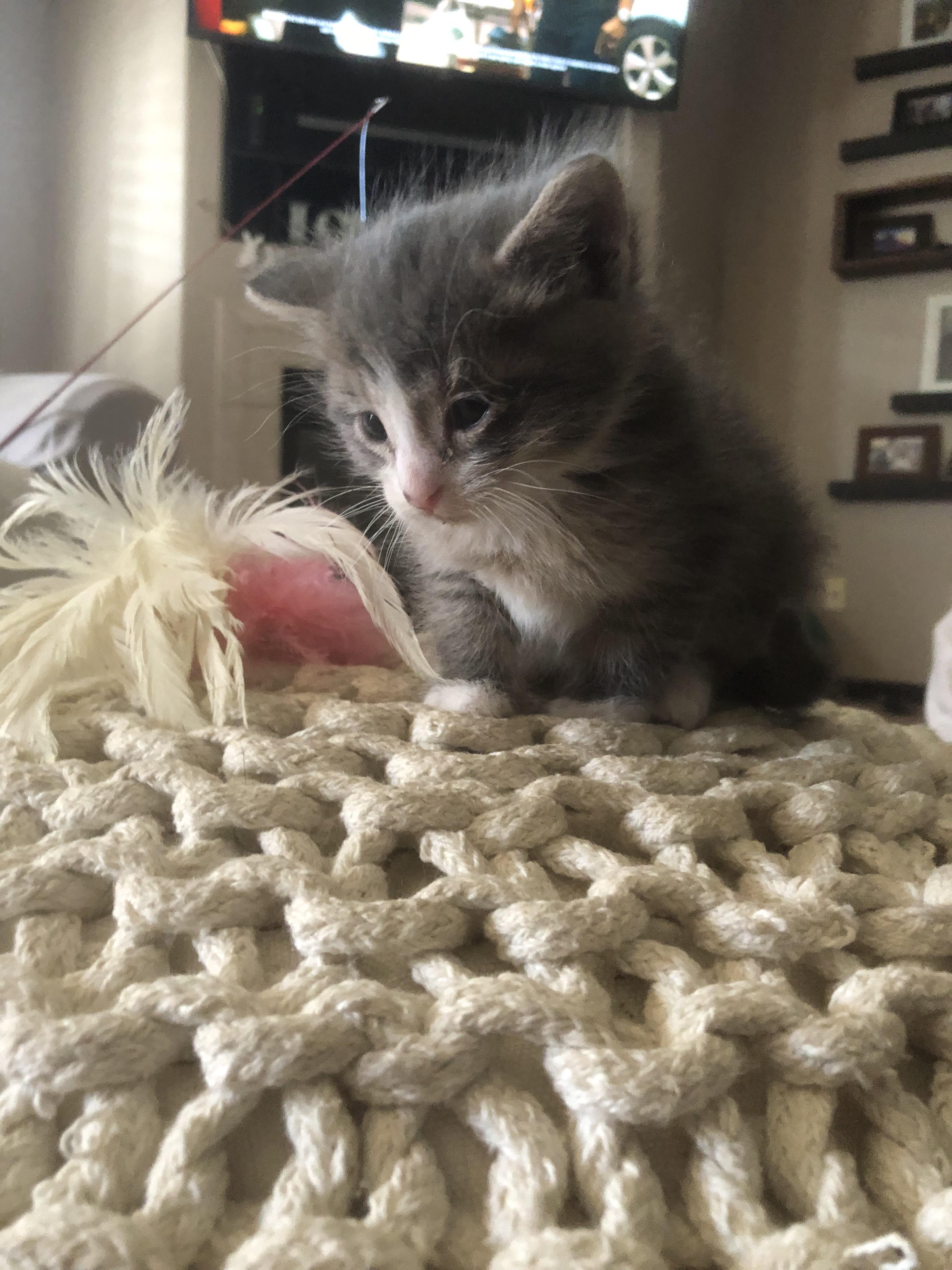 Lil' puffball on a puffball with a fluff | Scrolller