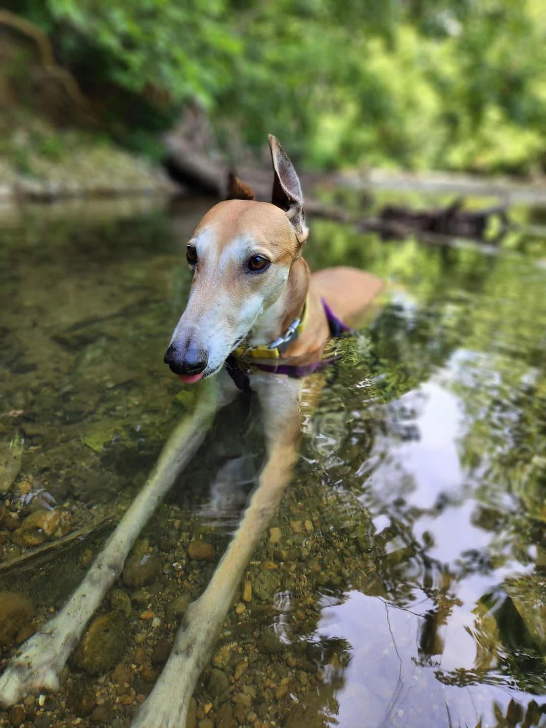 creek blep | Scrolller