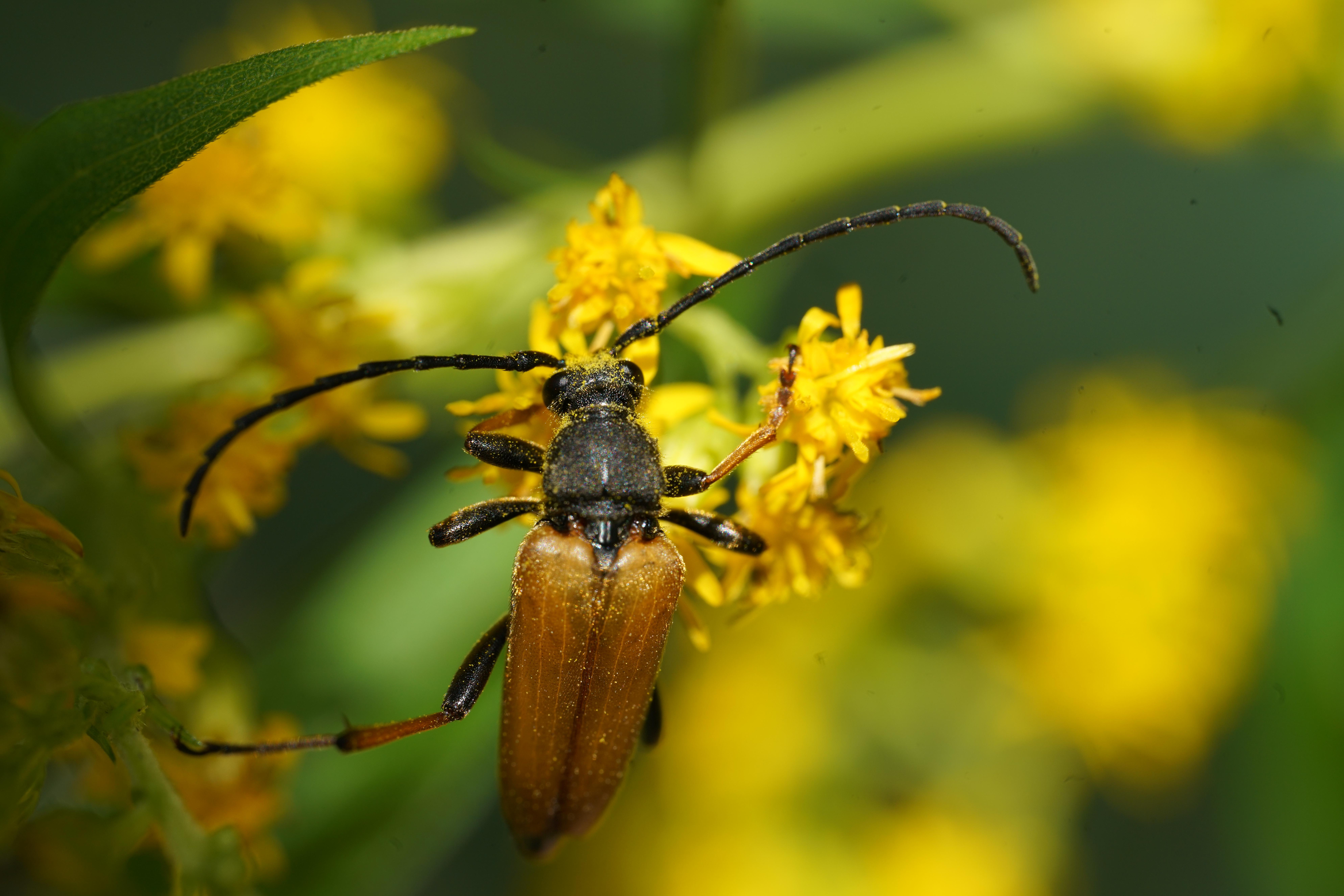 Red-brown Longhorn Beetle | Scrolller