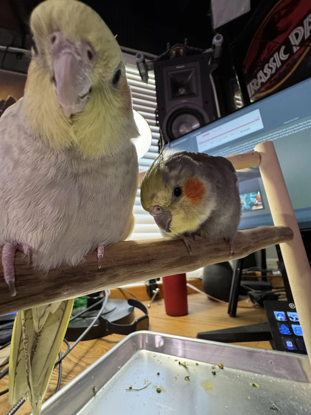 We DEMAND Seeb! | Scrolller