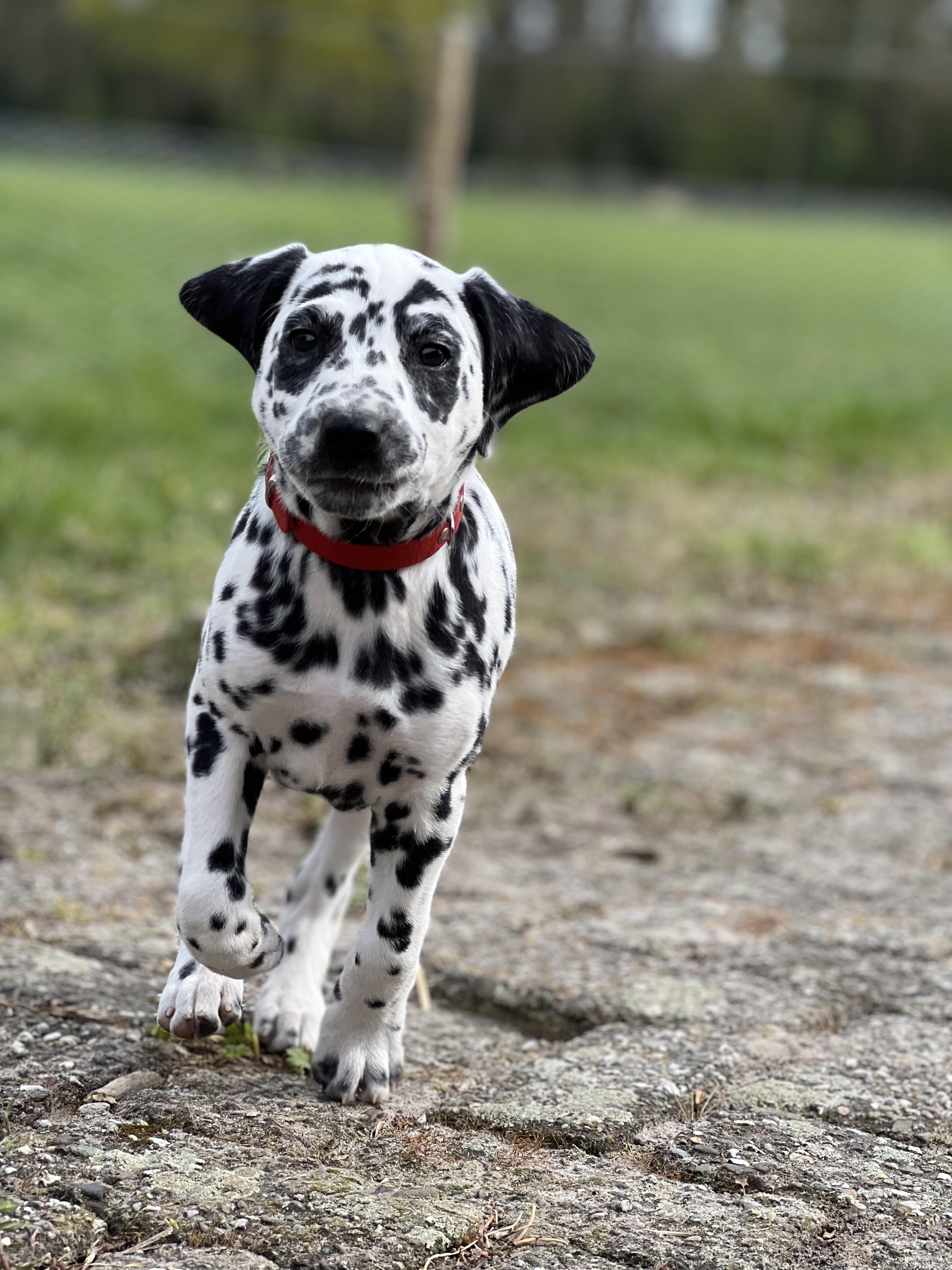 Our photogenic pupper [OC] | Scrolller