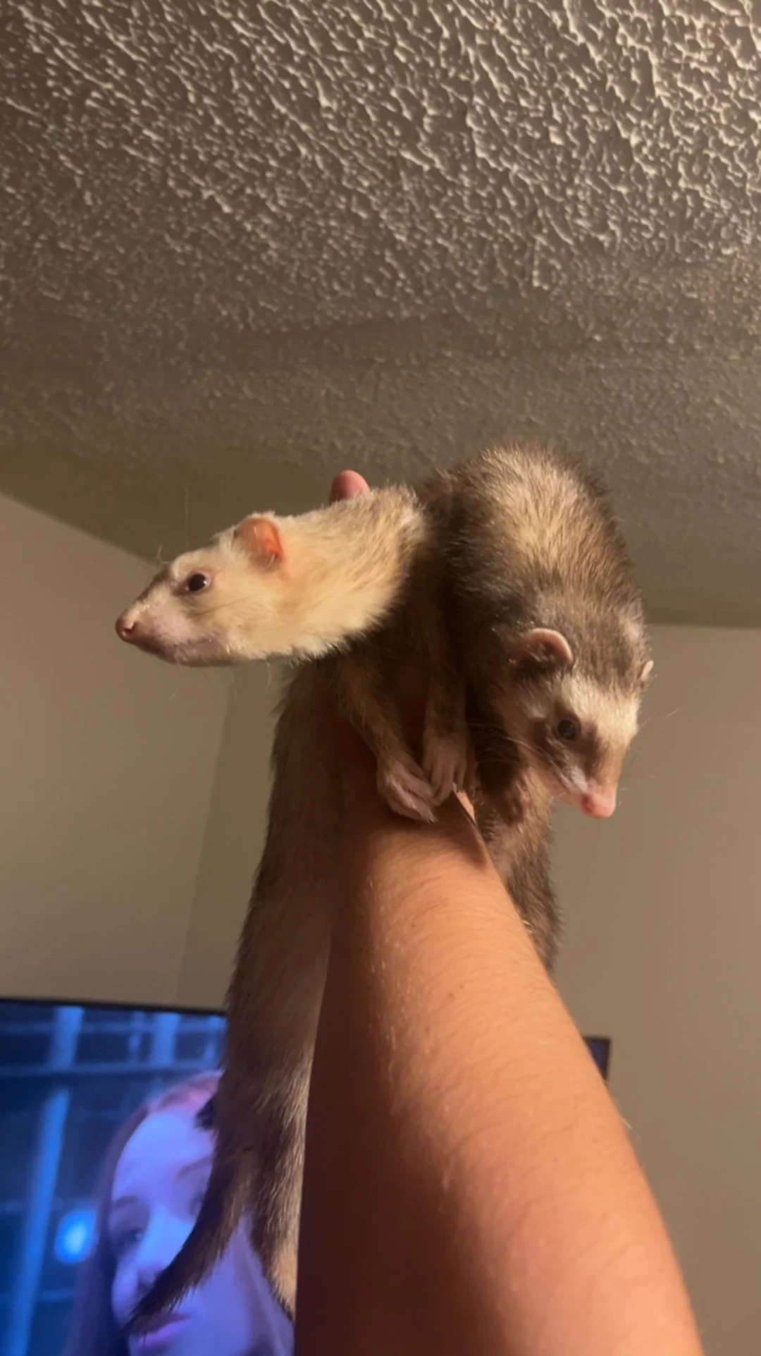 First of many ferrets | Scrolller