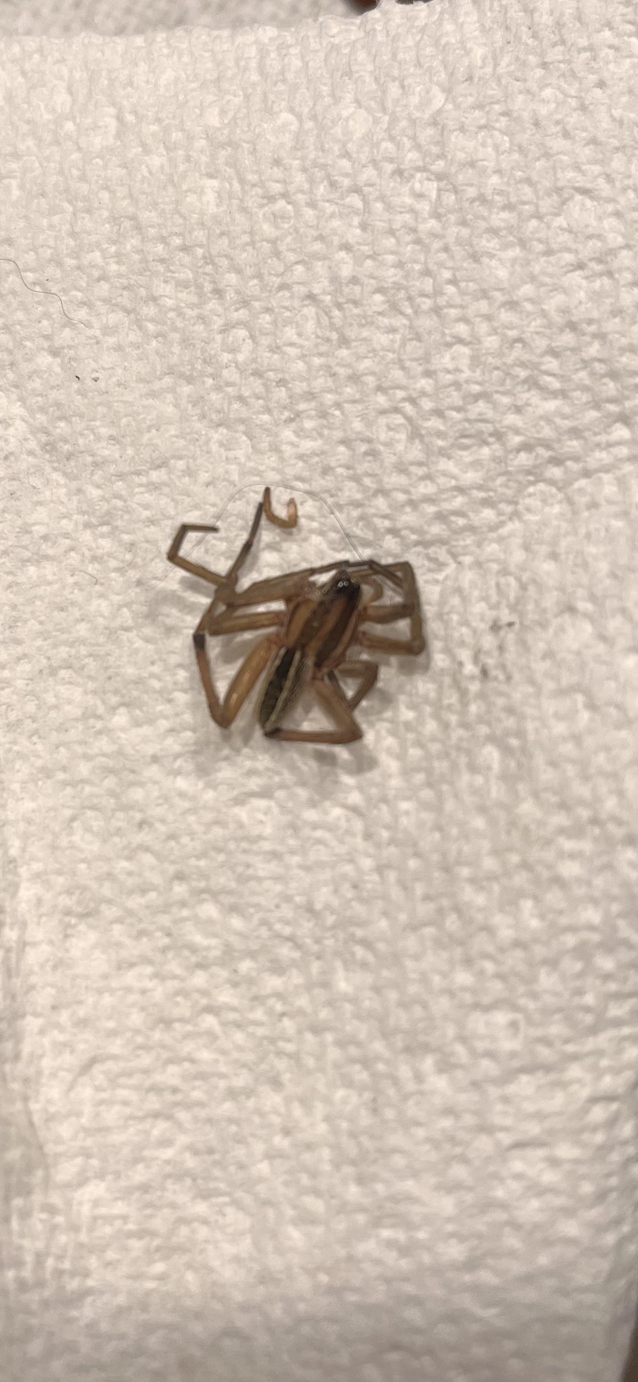 Spider identification - Central Arkansas | Scrolller