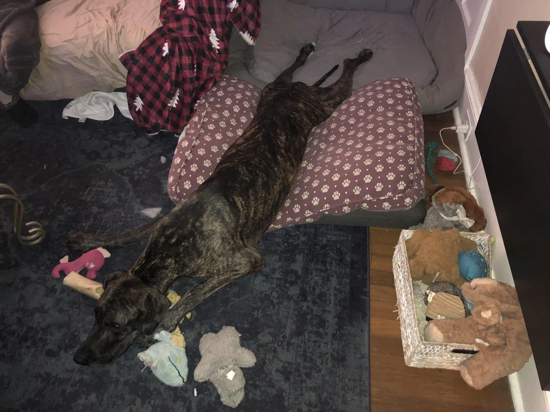 Corgi xxxxl | Scrolller