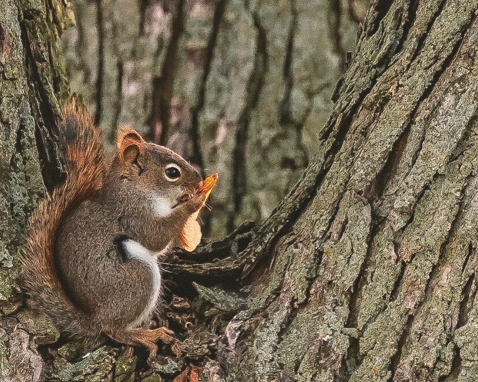 (OC) Snack Time | Scrolller