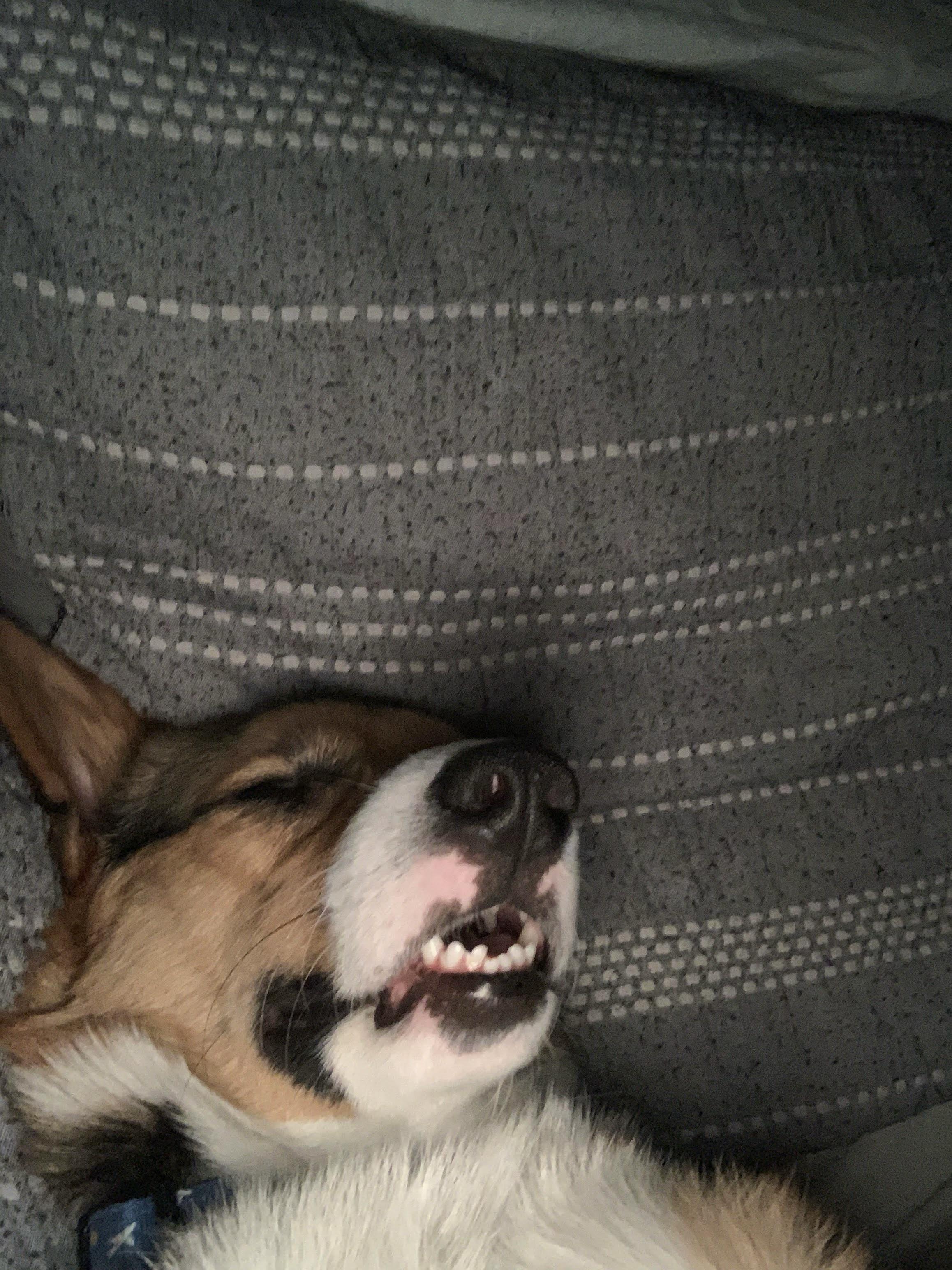 Sleeping Loki, any other patatas 🥔 named Loki?? Share your chonks!! | Scrolller