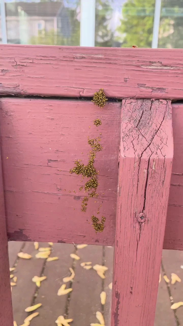 Spider family living on back deck. Will this be a problem? | Scrolller
