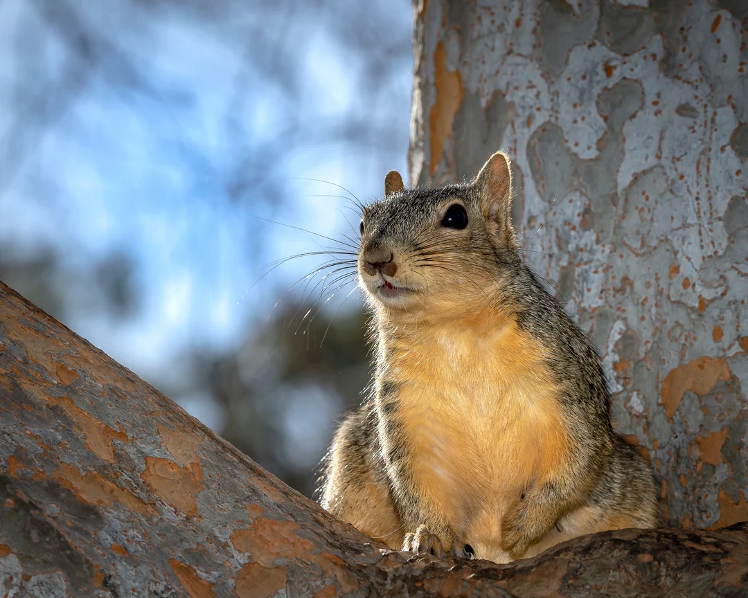 Before the Storm Squirrel | Scrolller