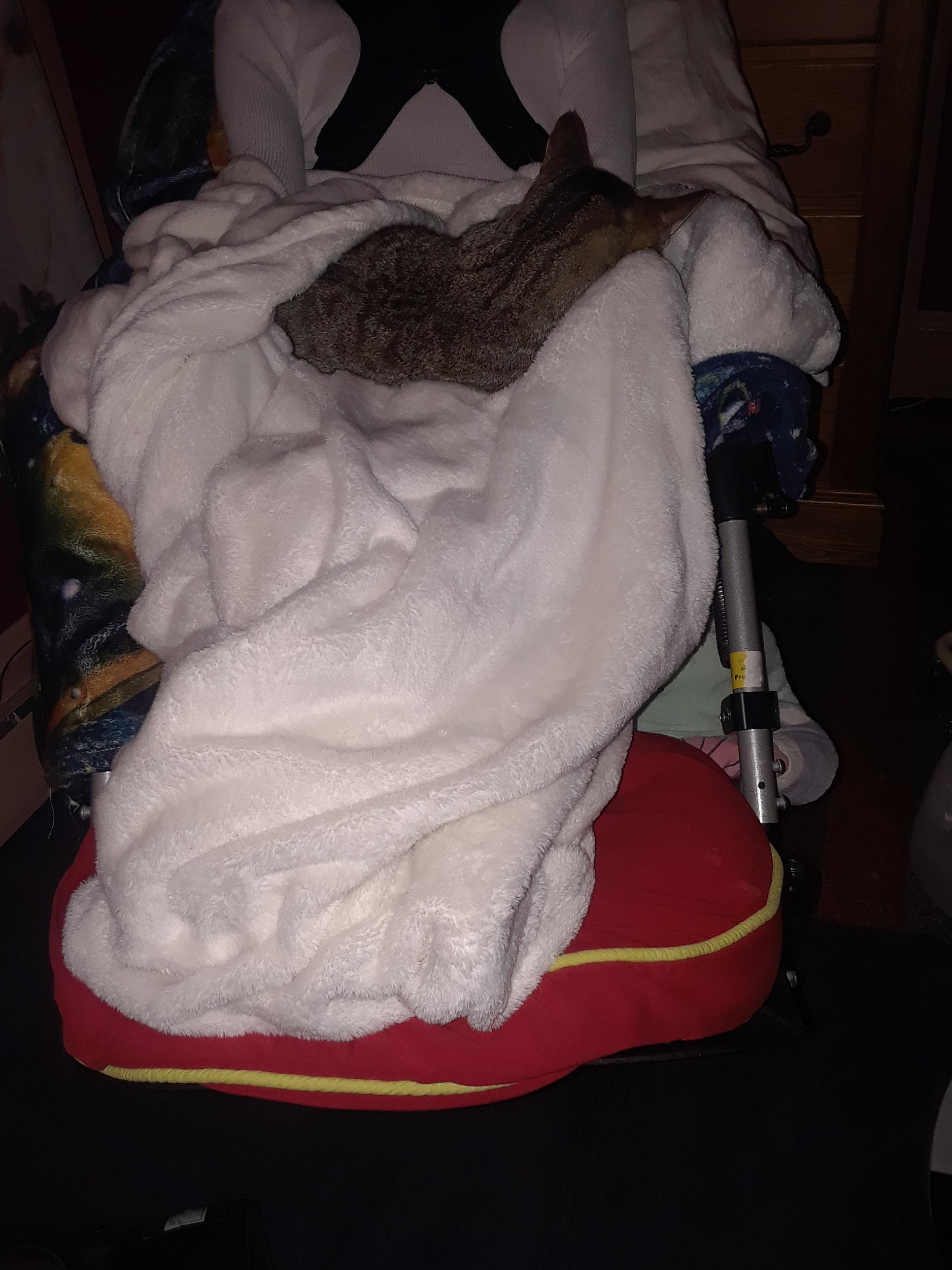 Archibald has clearly chosen my son as his human. | Scrolller