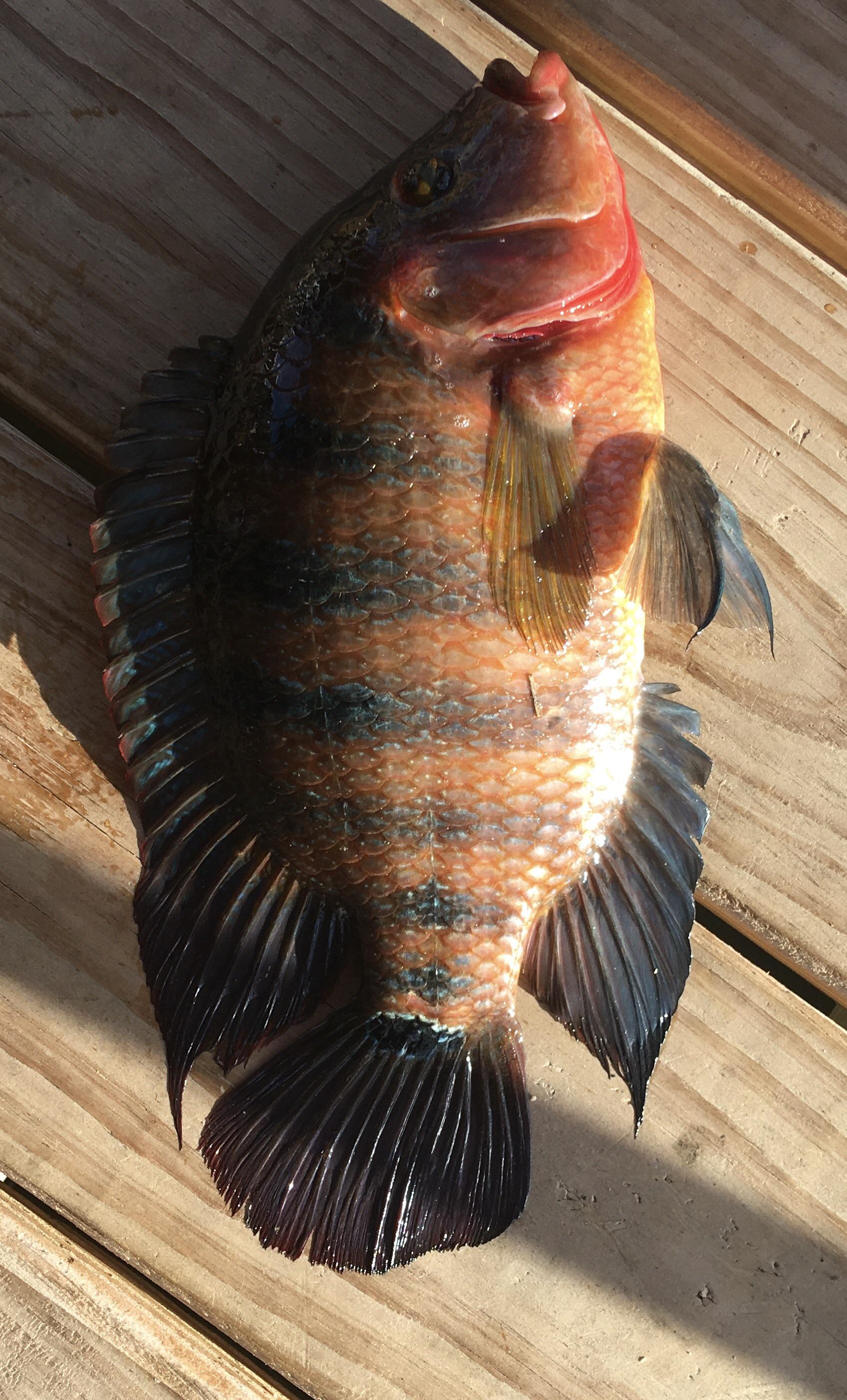 Florida Canal Fun(all caught on balls of WonderBread) | Scrolller