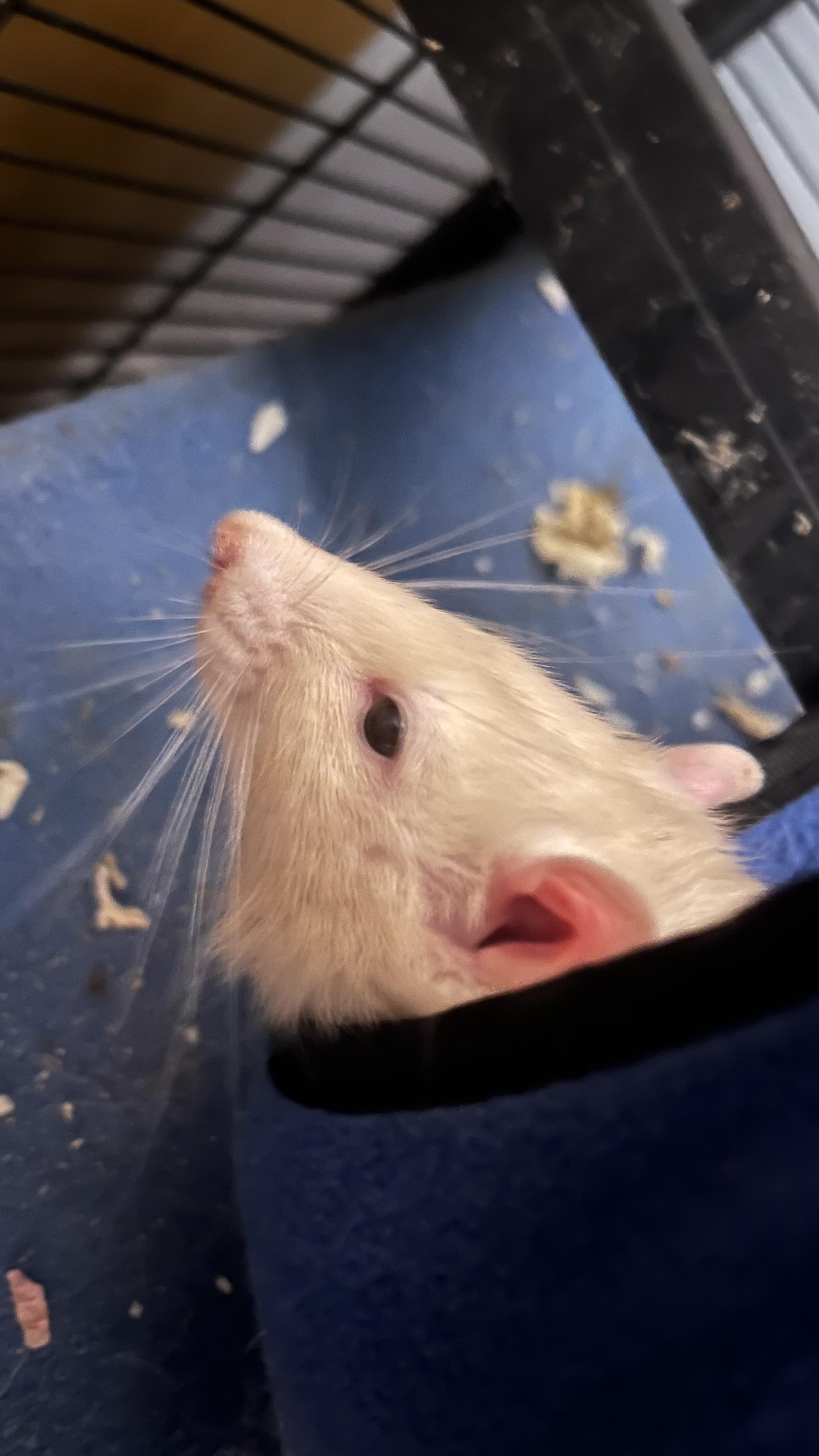 Help brother rats fighting | Scrolller