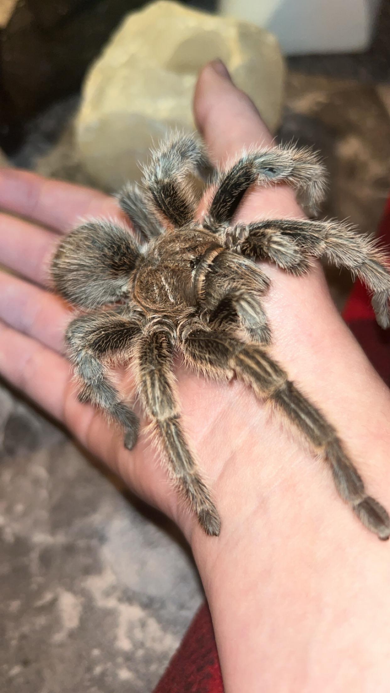 Harriet Rose 🌹 | Scrolller