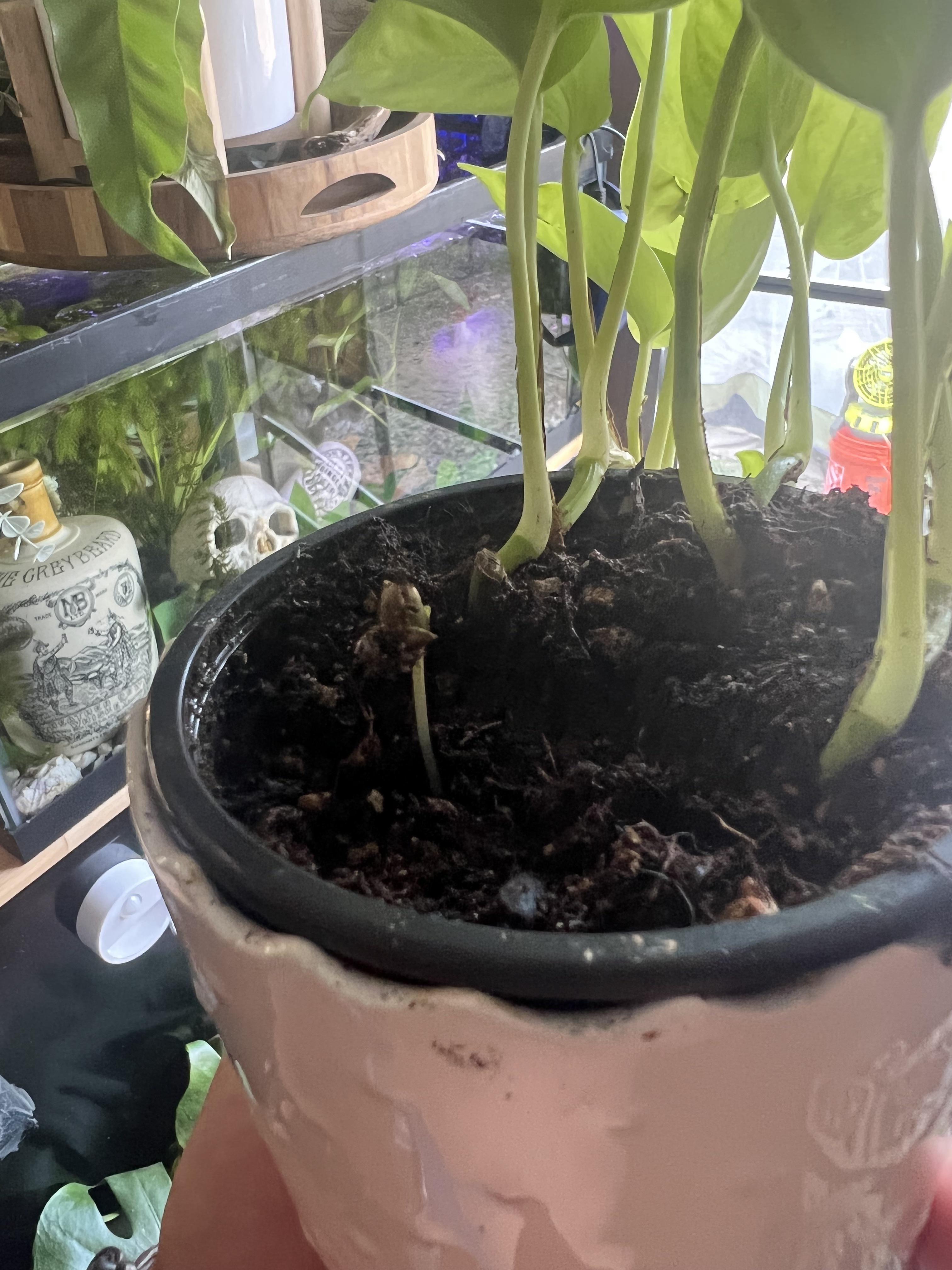So i planted one seed in my golden pothos and this | Scrolller