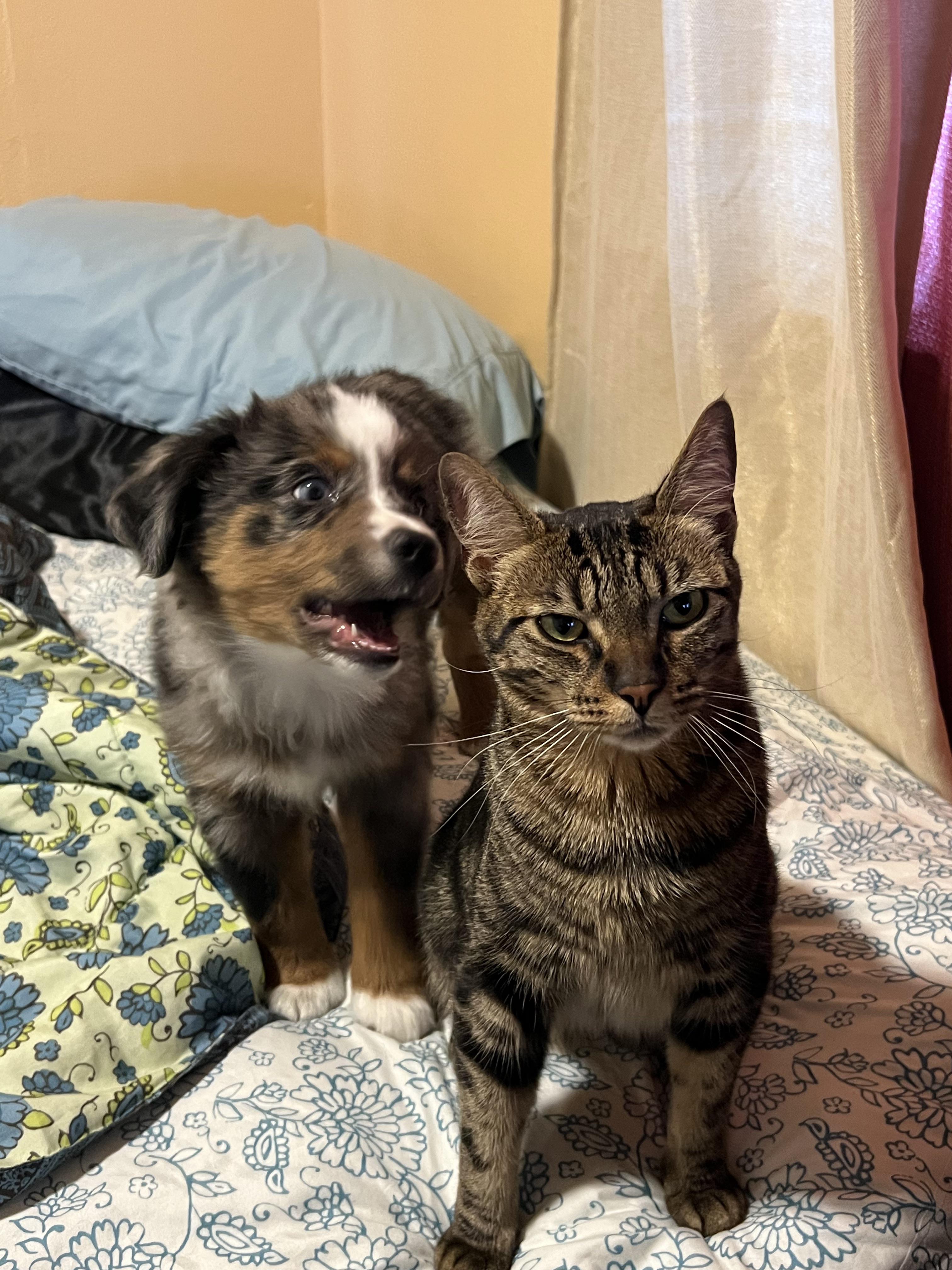 Rogue and Scout are new best buds | Scrolller