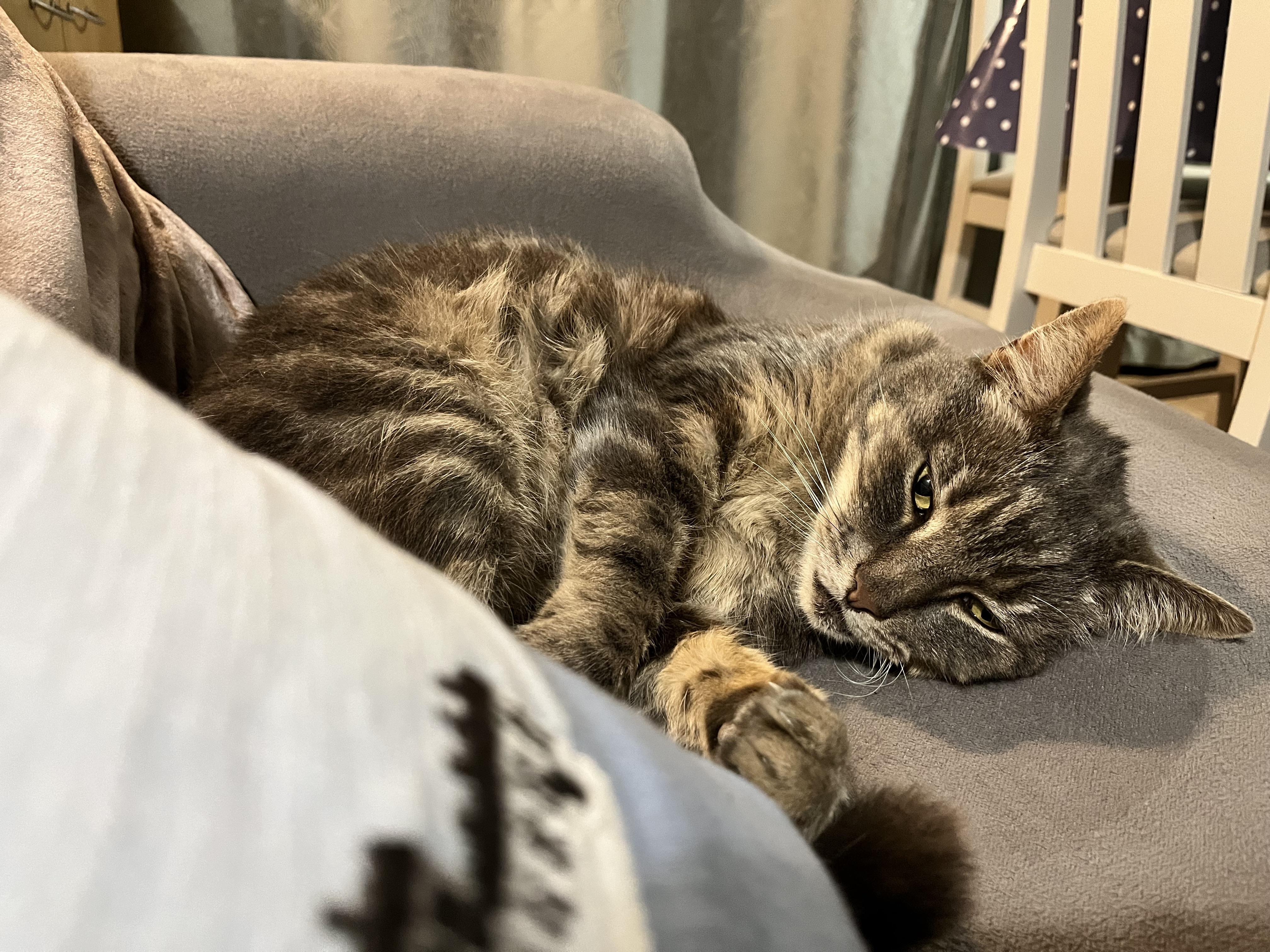 Cats are beautiful. Appreciation post. | Scrolller