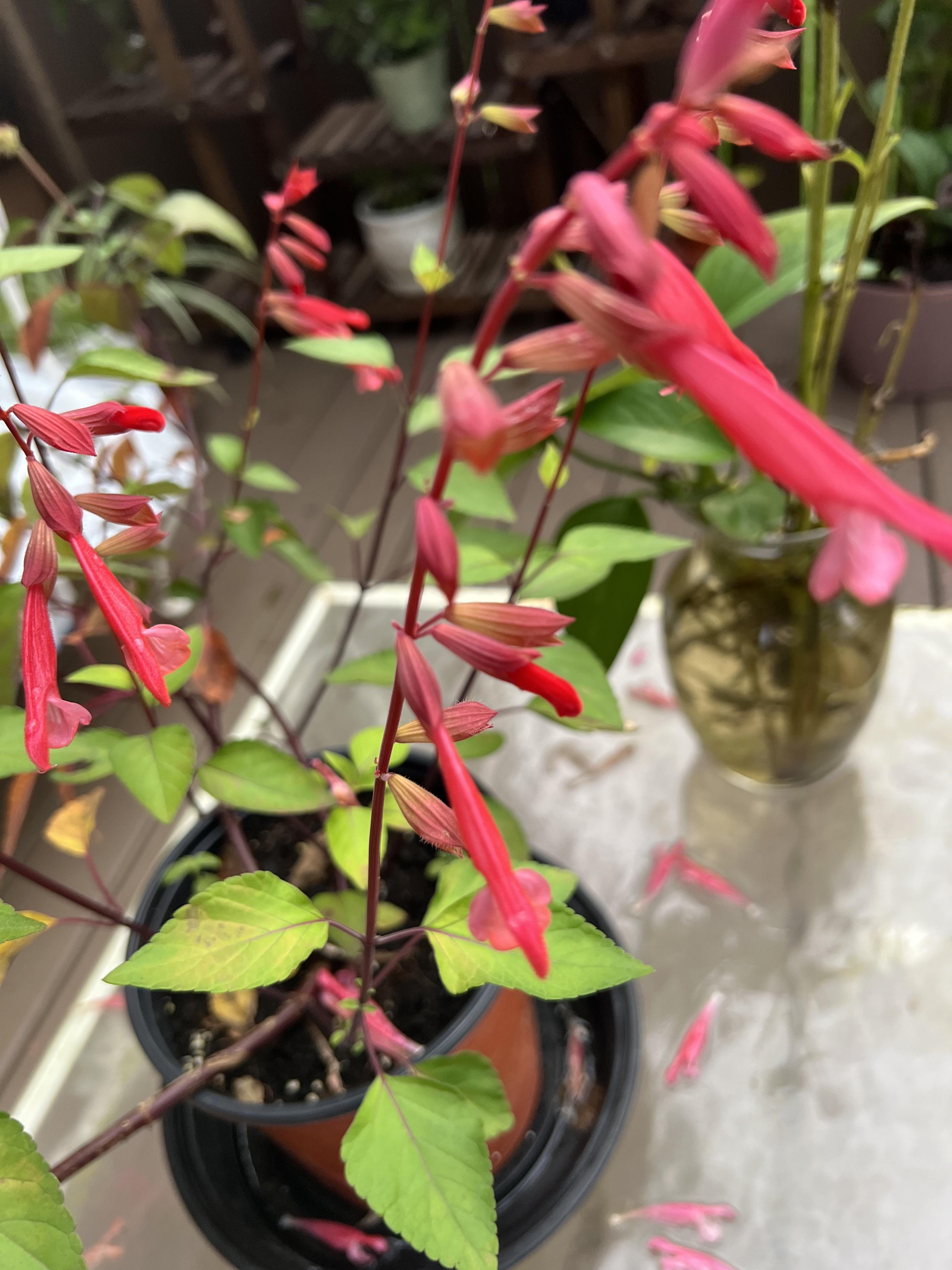 Help ID this plant | Scrolller