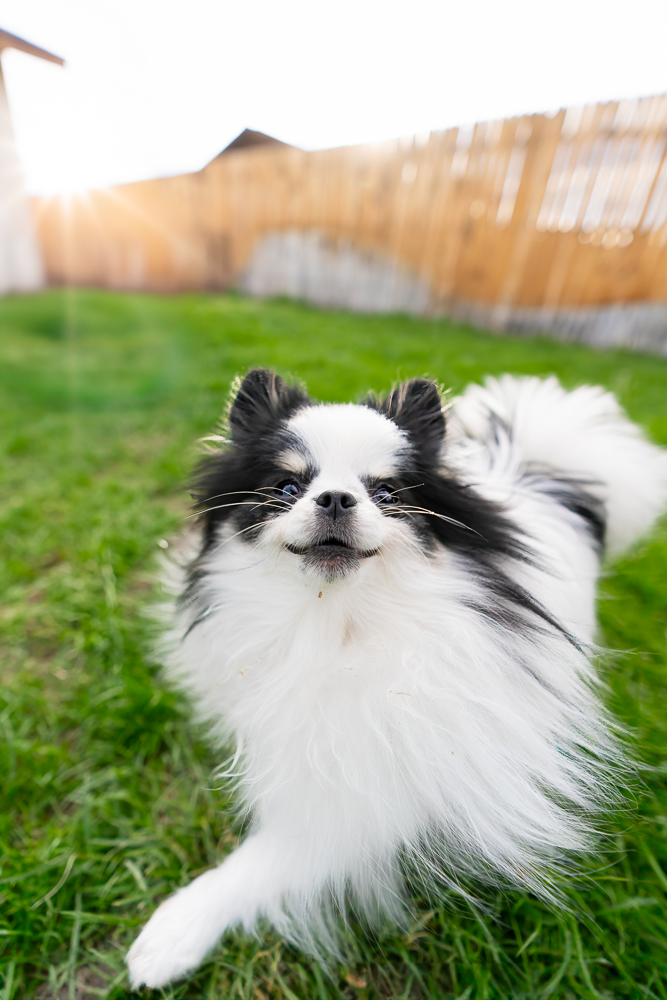 Playtime Outtakes (Maple + Omelette with a side of Pancake bum) | Scrolller