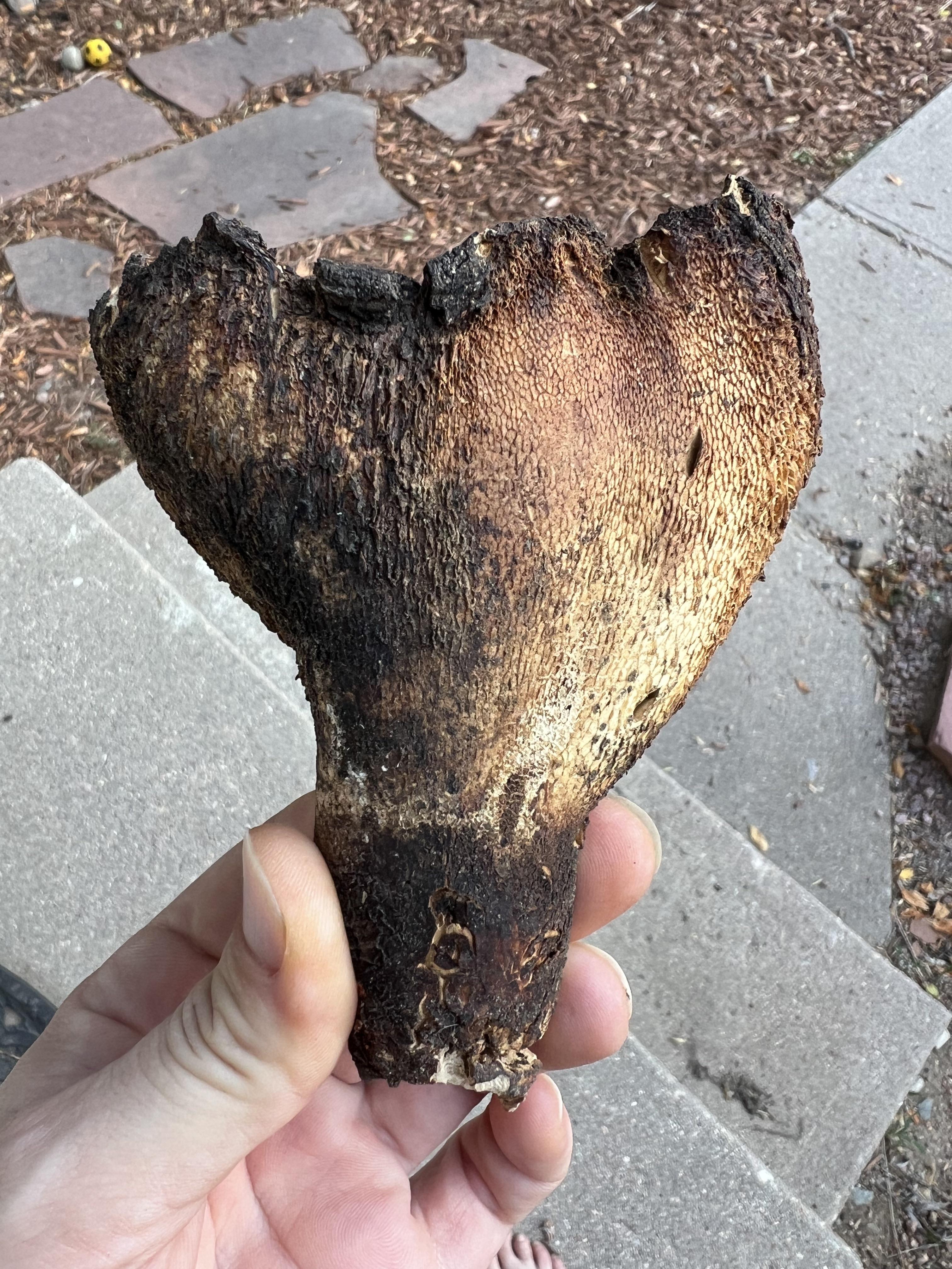 Any idea what root this is?! | Scrolller