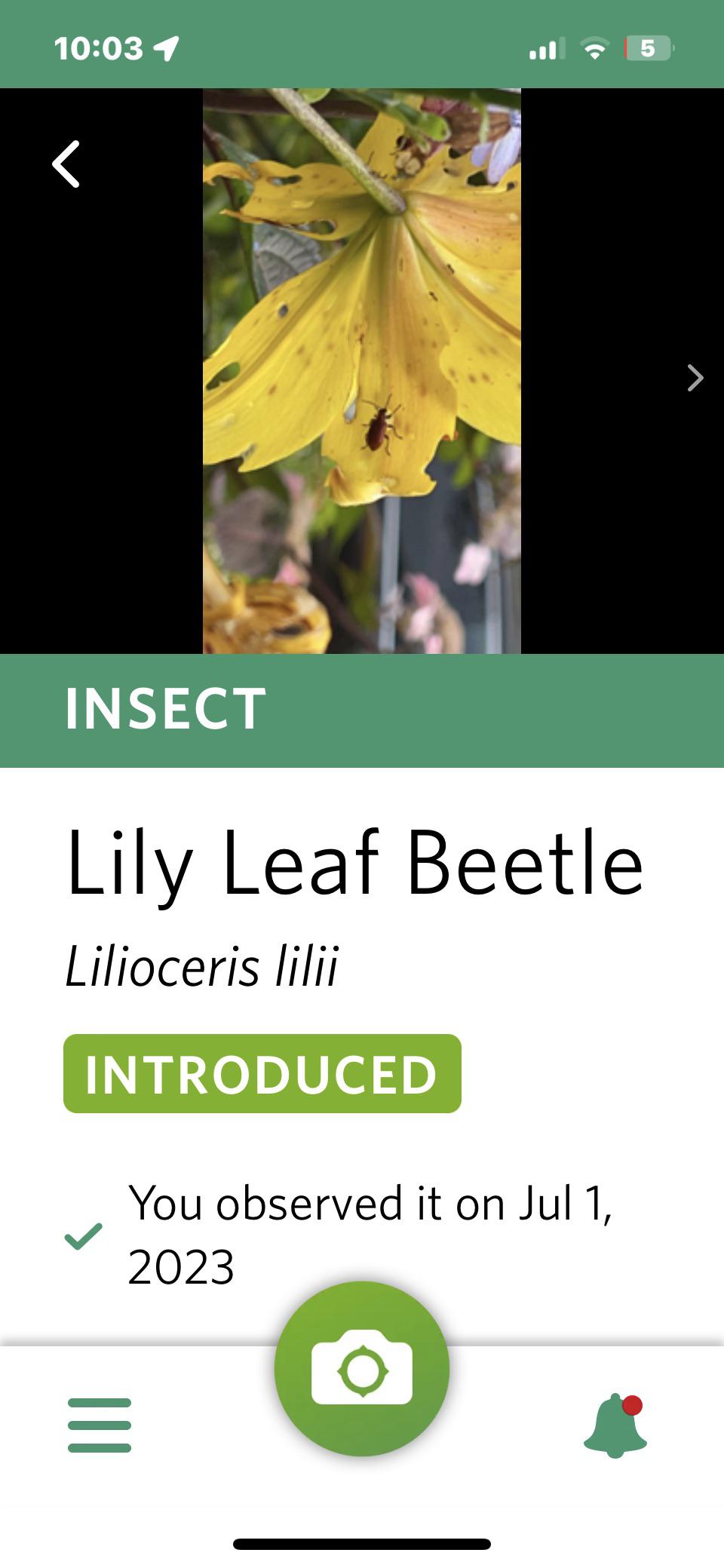 How can I get rid of and prevent lily leaf beatle infestation | Scrolller
