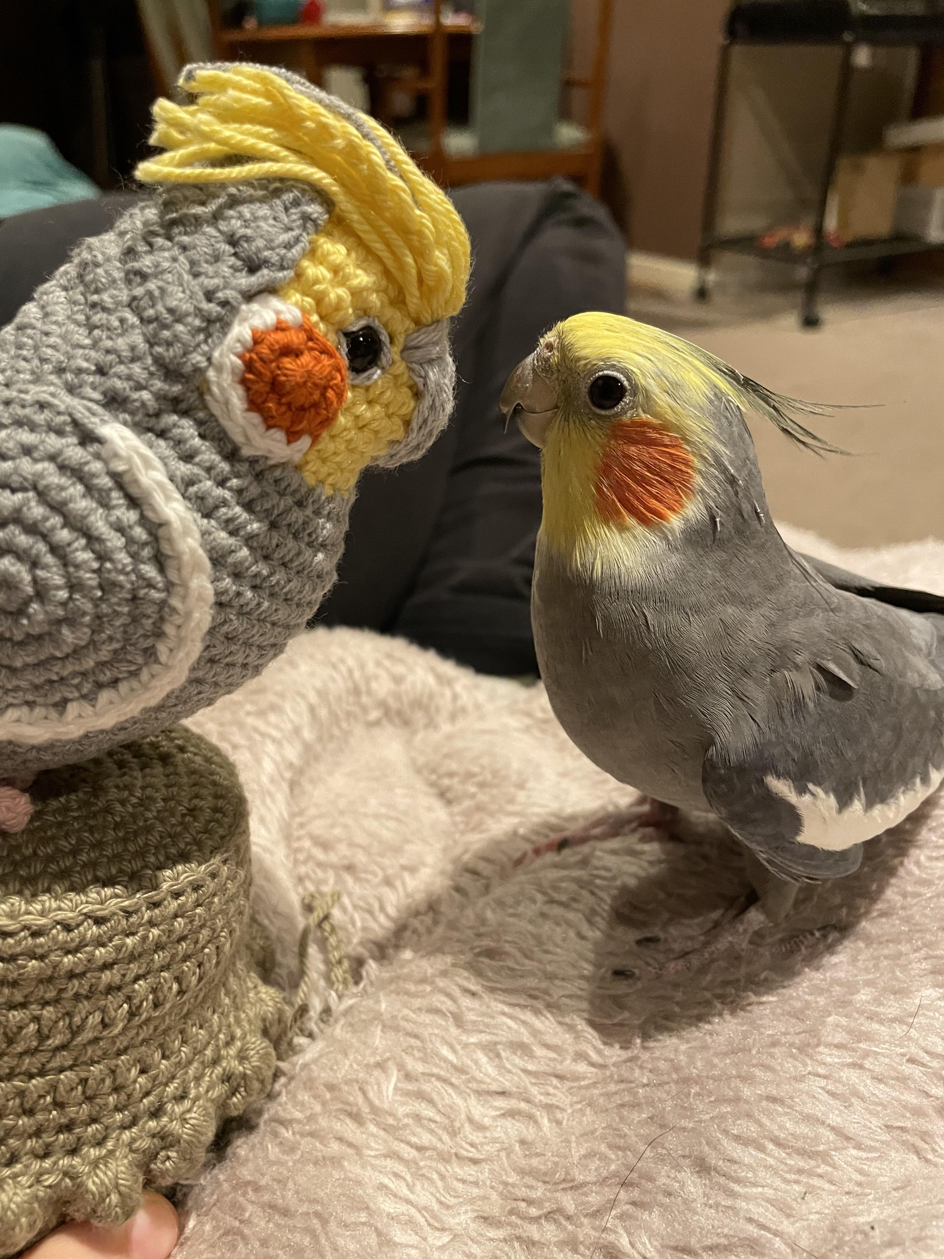 Billy, billy II and billy III | Scrolller