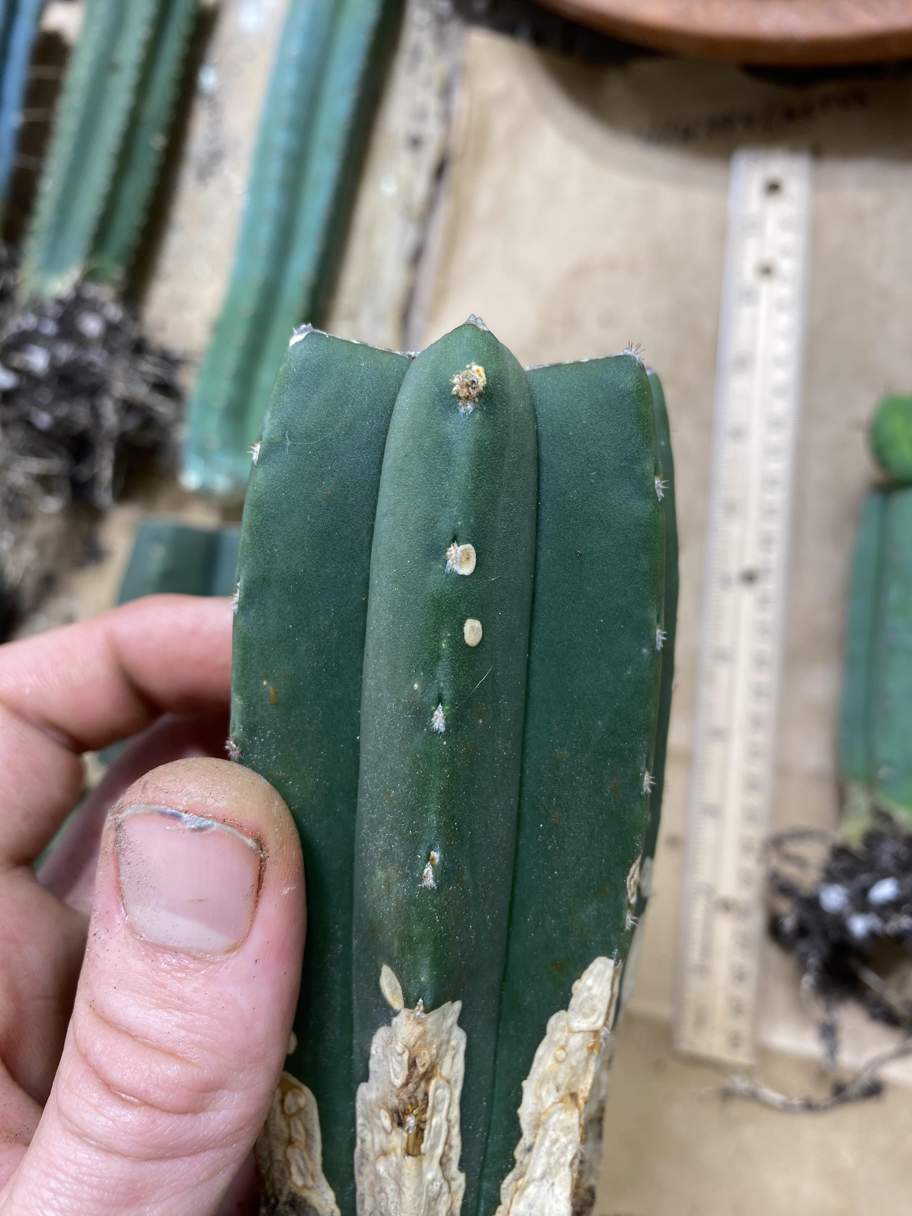 Dr.G Scopulicola x MP Scopulicola + Dredrop Bridgesii clone rooted mids, $35 shipped for both ...