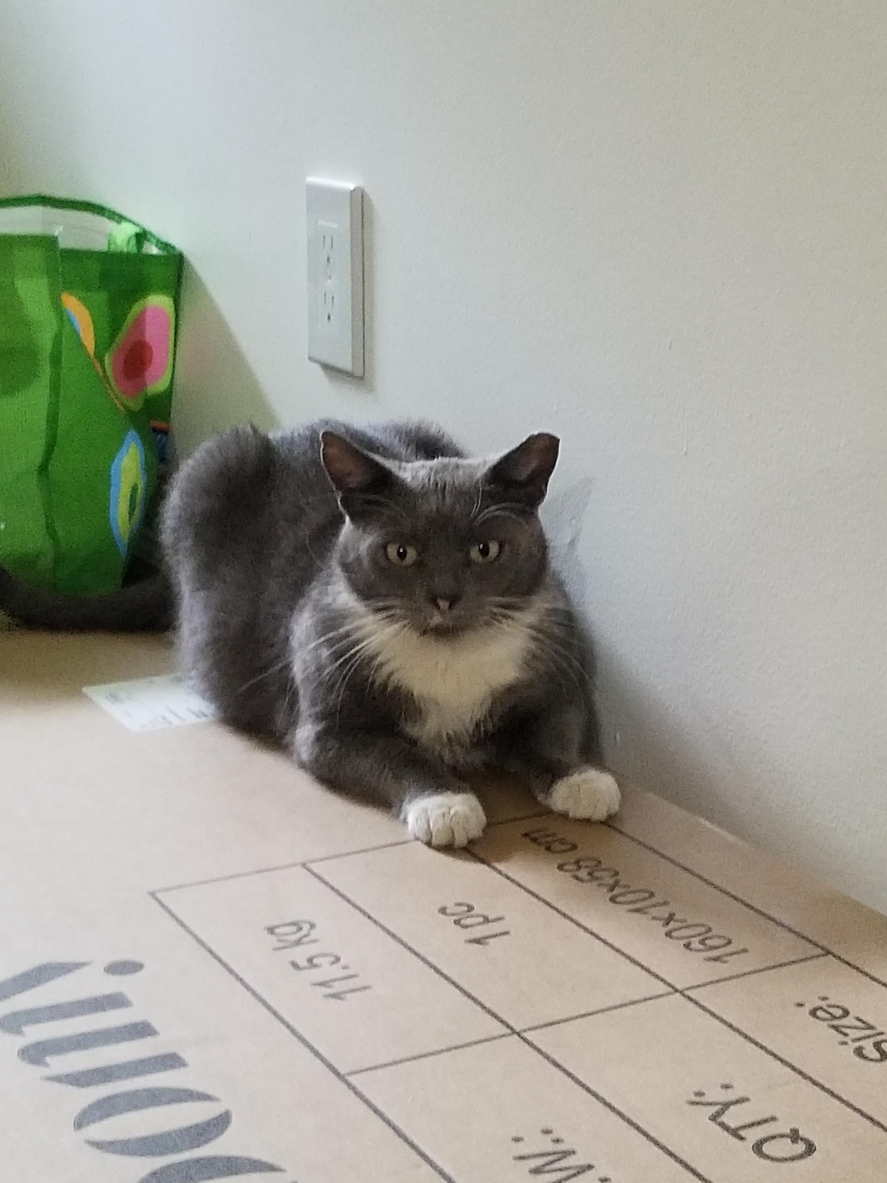 Dusty, the little goober | Scrolller