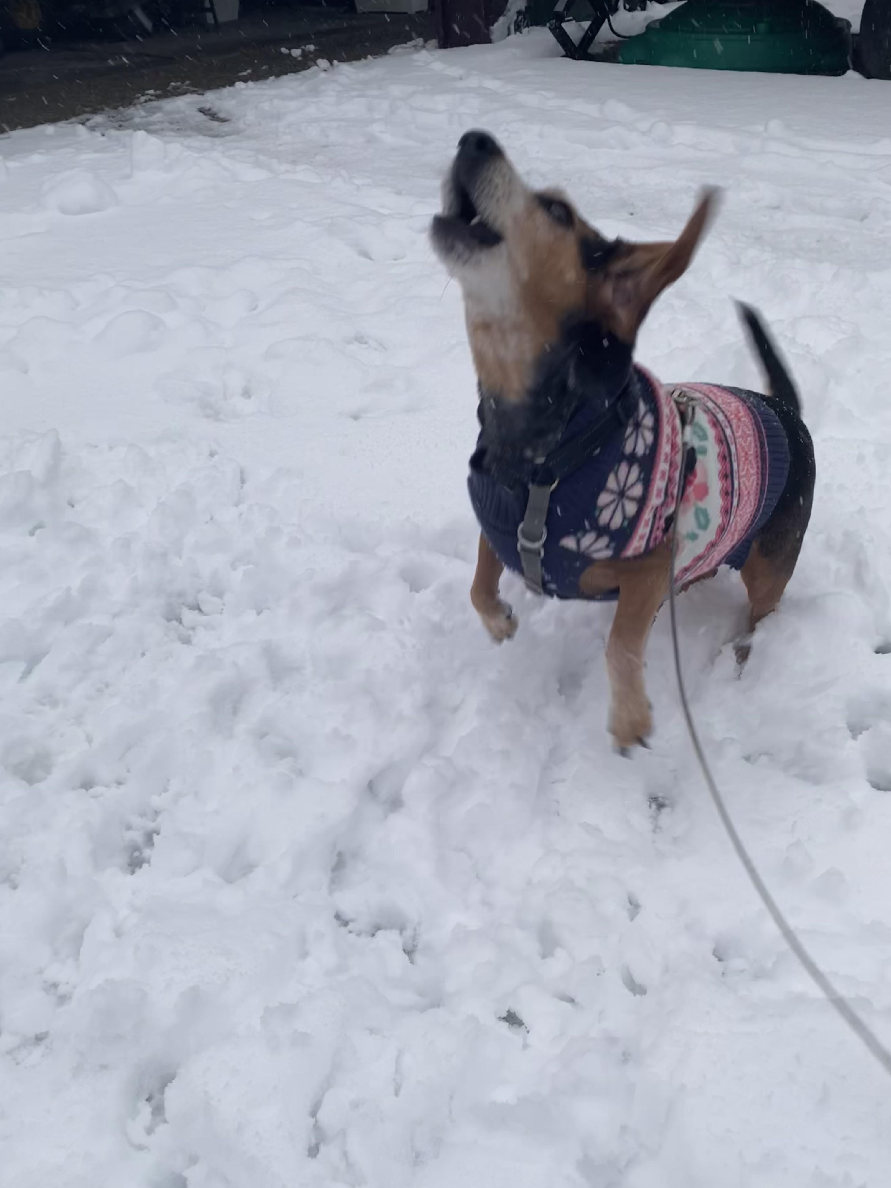 Annabelle appreciation post | Scrolller