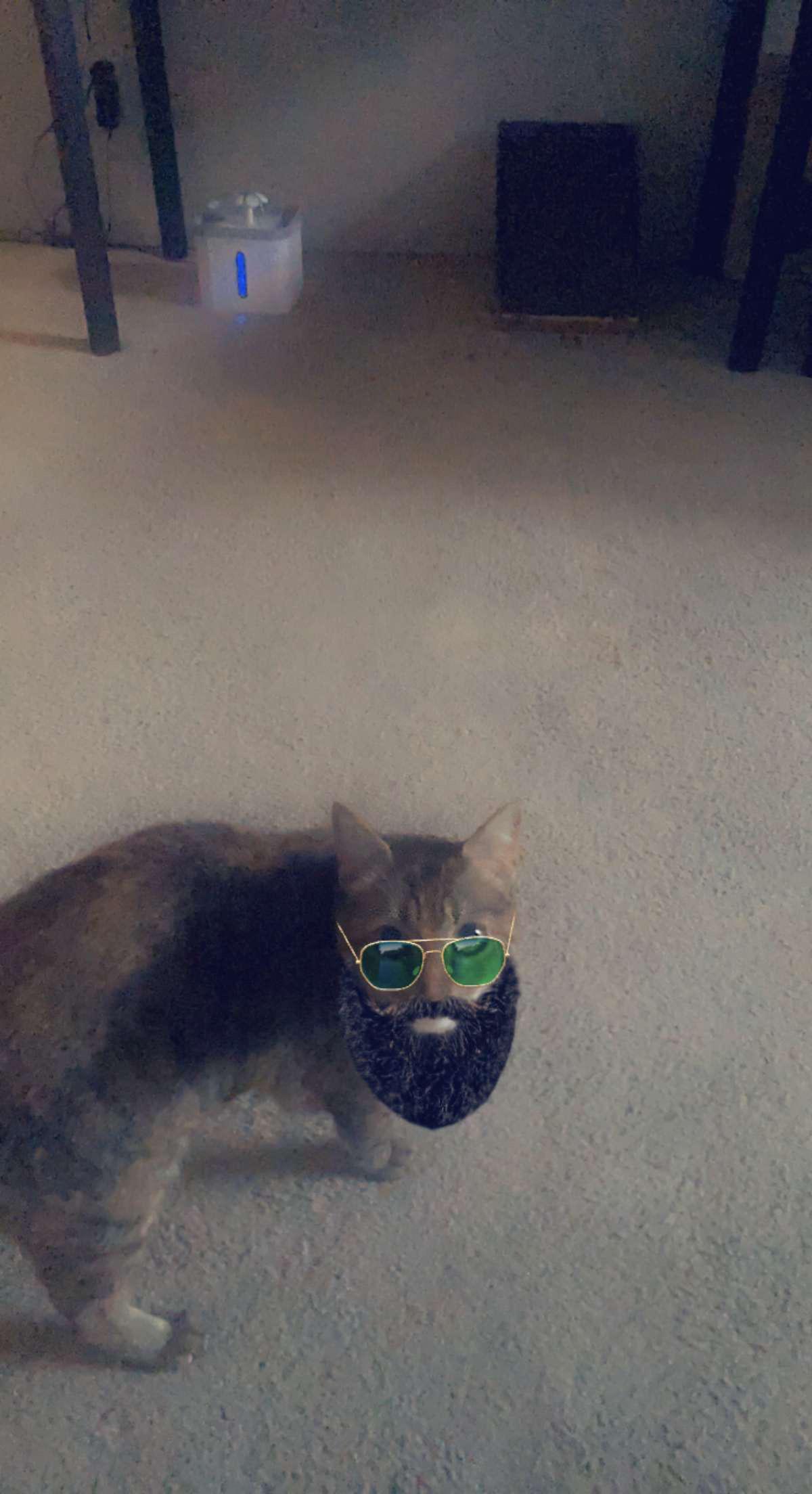 Meet Noodle | Scrolller