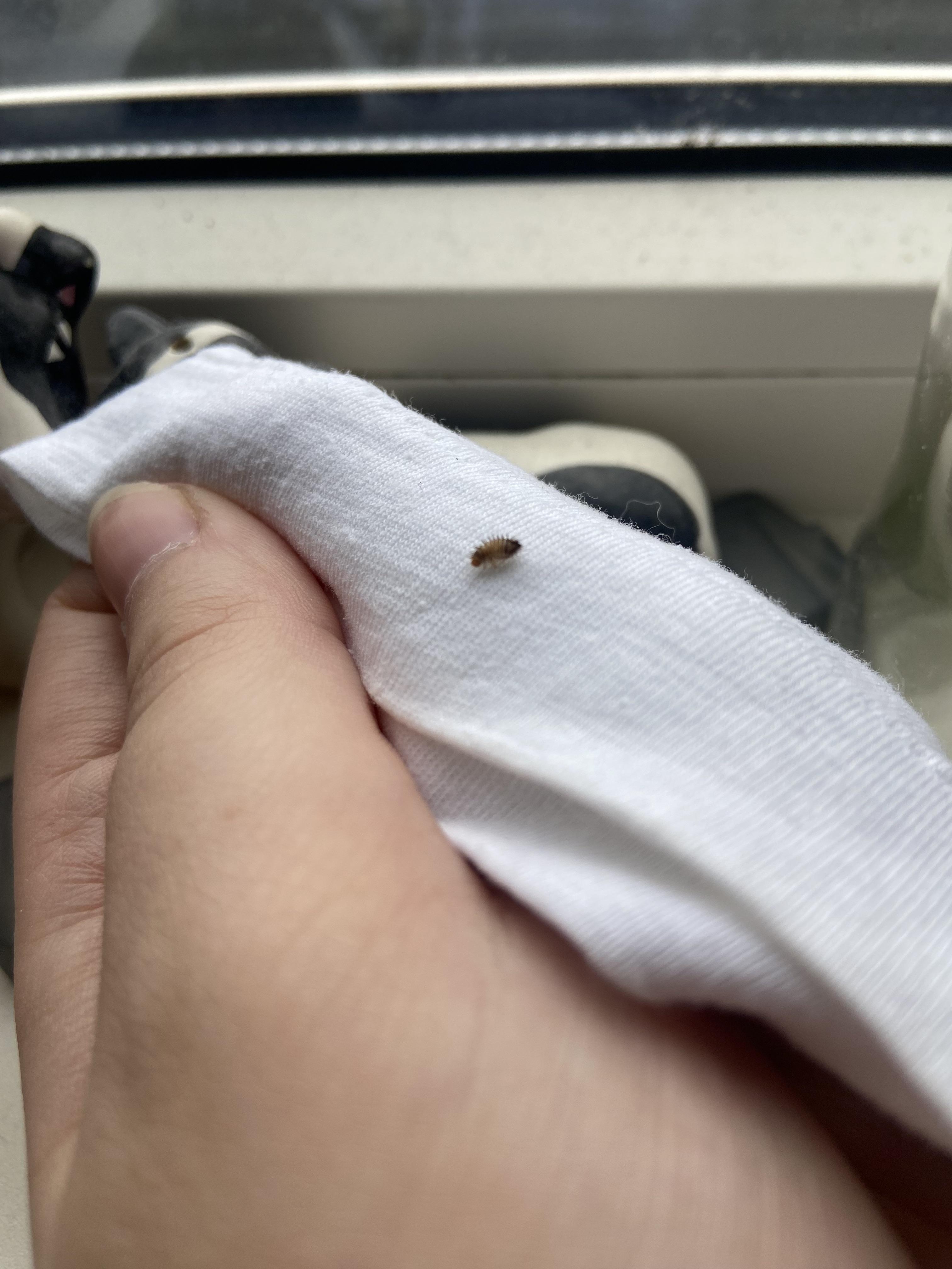 Discover more like Whatisthisbug: Mystery bug in wardrobe and Related Content | Scrolller