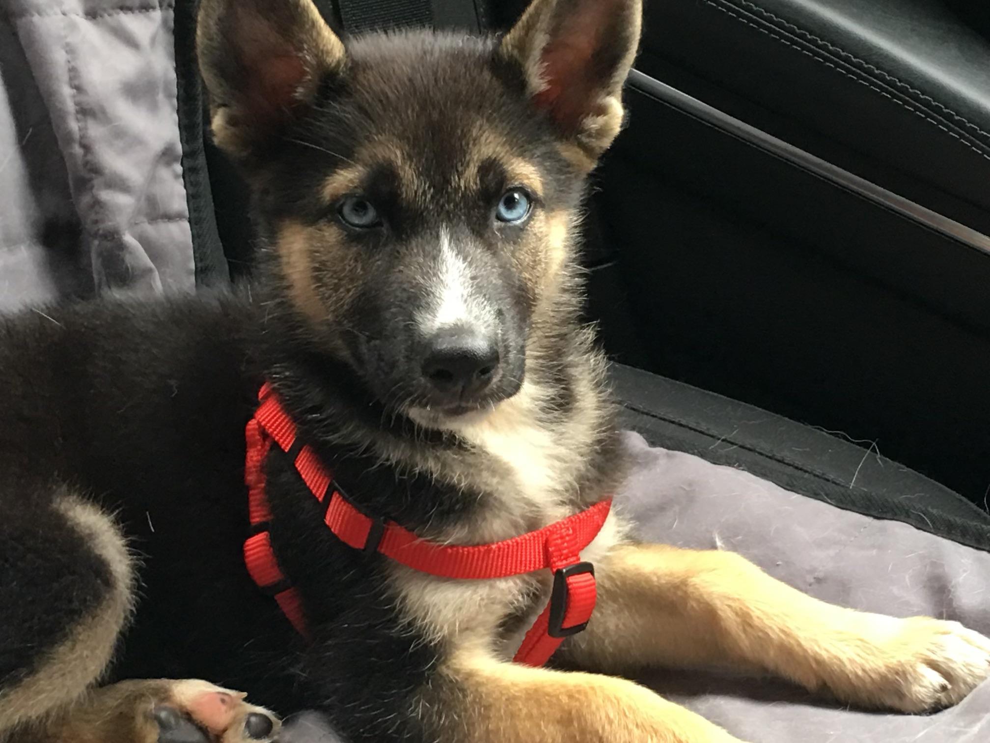 Blue-eyed pupper | Scrolller