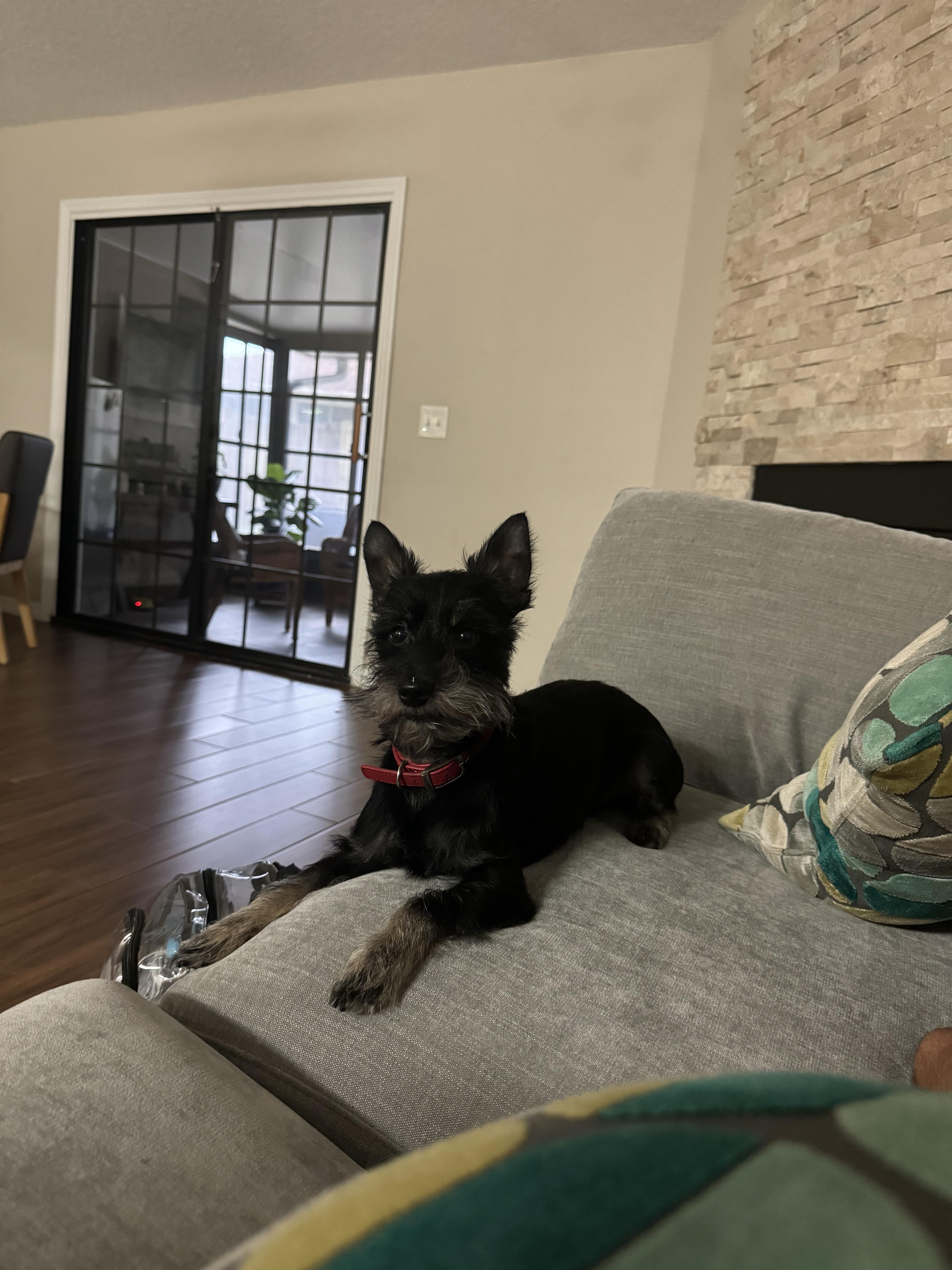 My dog is Kanye west | Scrolller