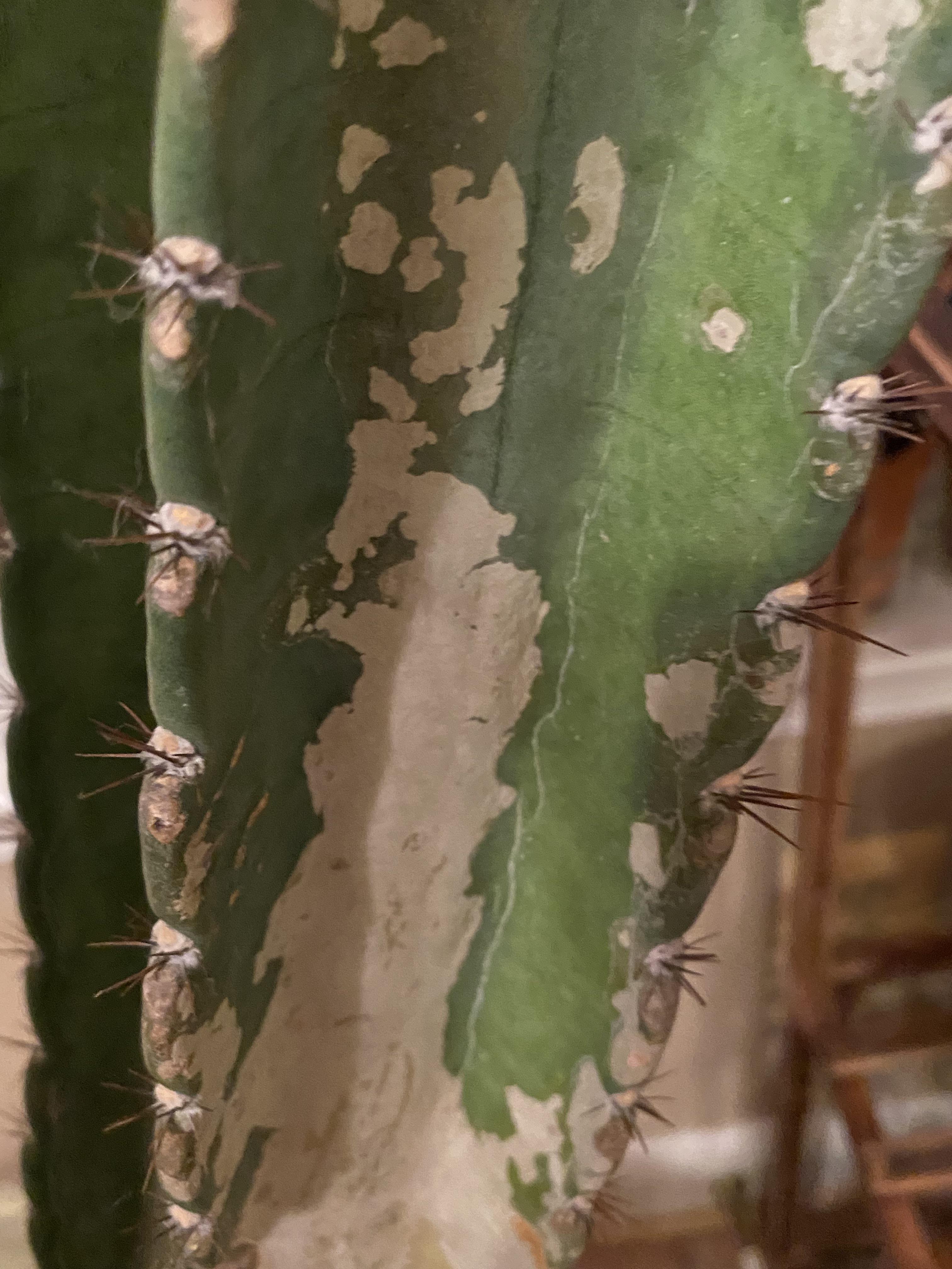 HELP! Why’s my cactus look like this? Do I need to be concerned? | Scrolller