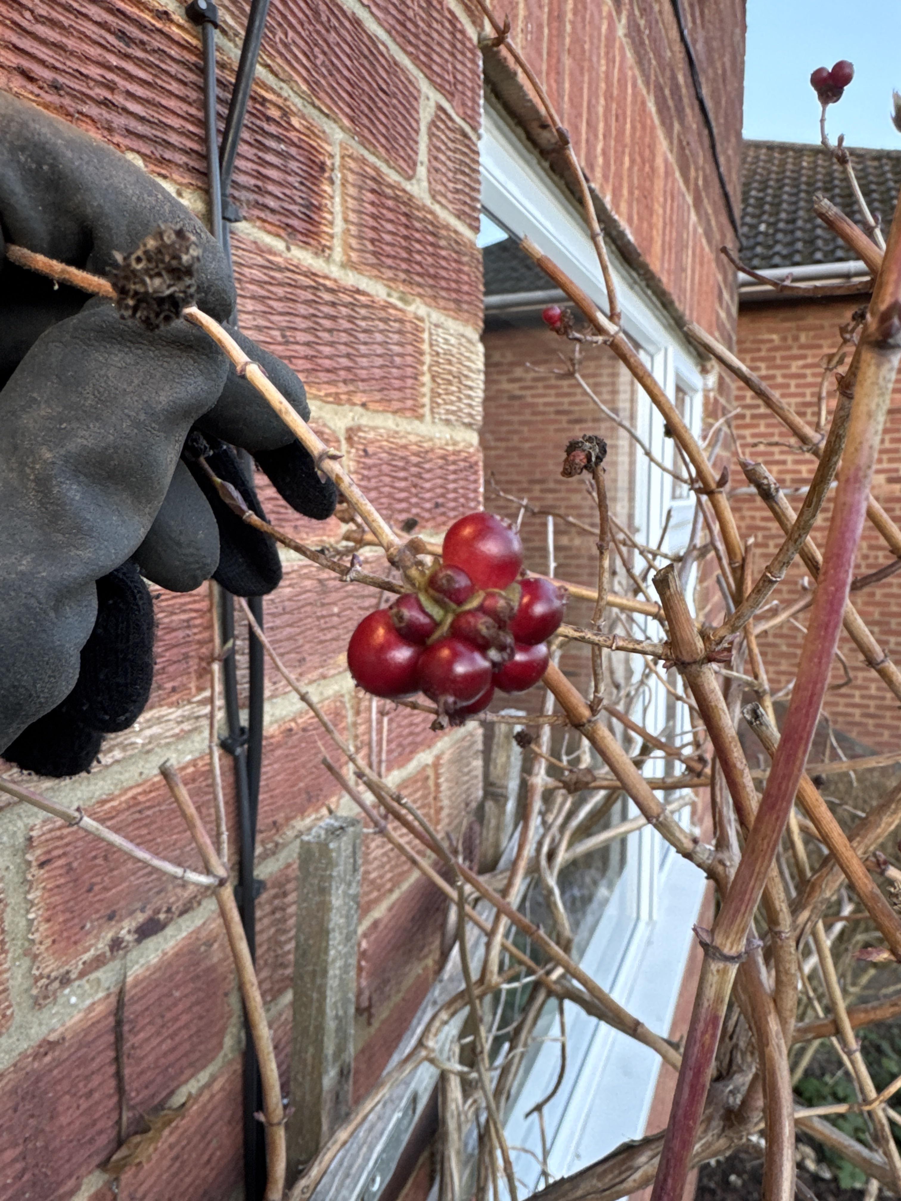 Identification help | Scrolller