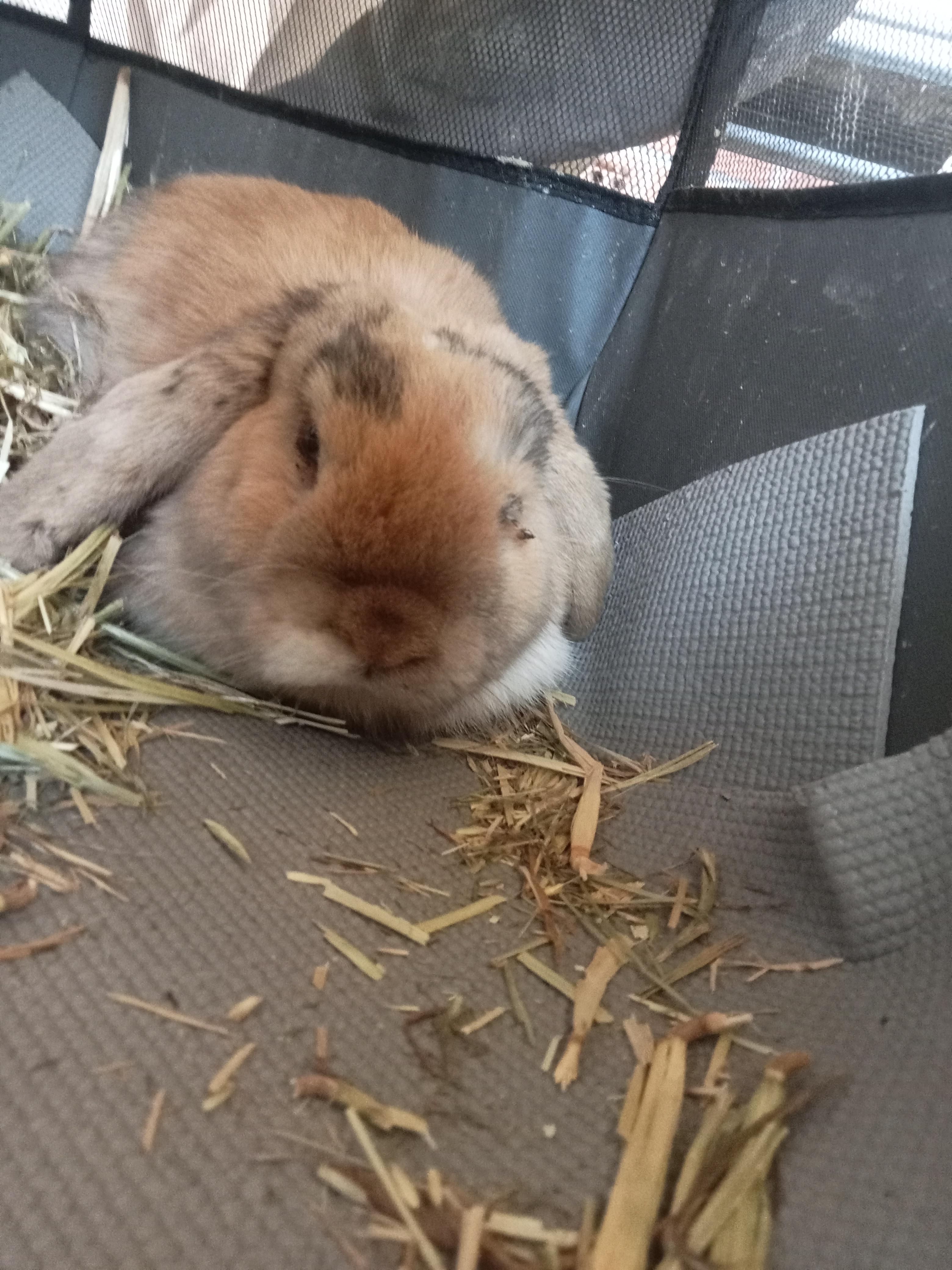 Rescued a rabbit | Scrolller