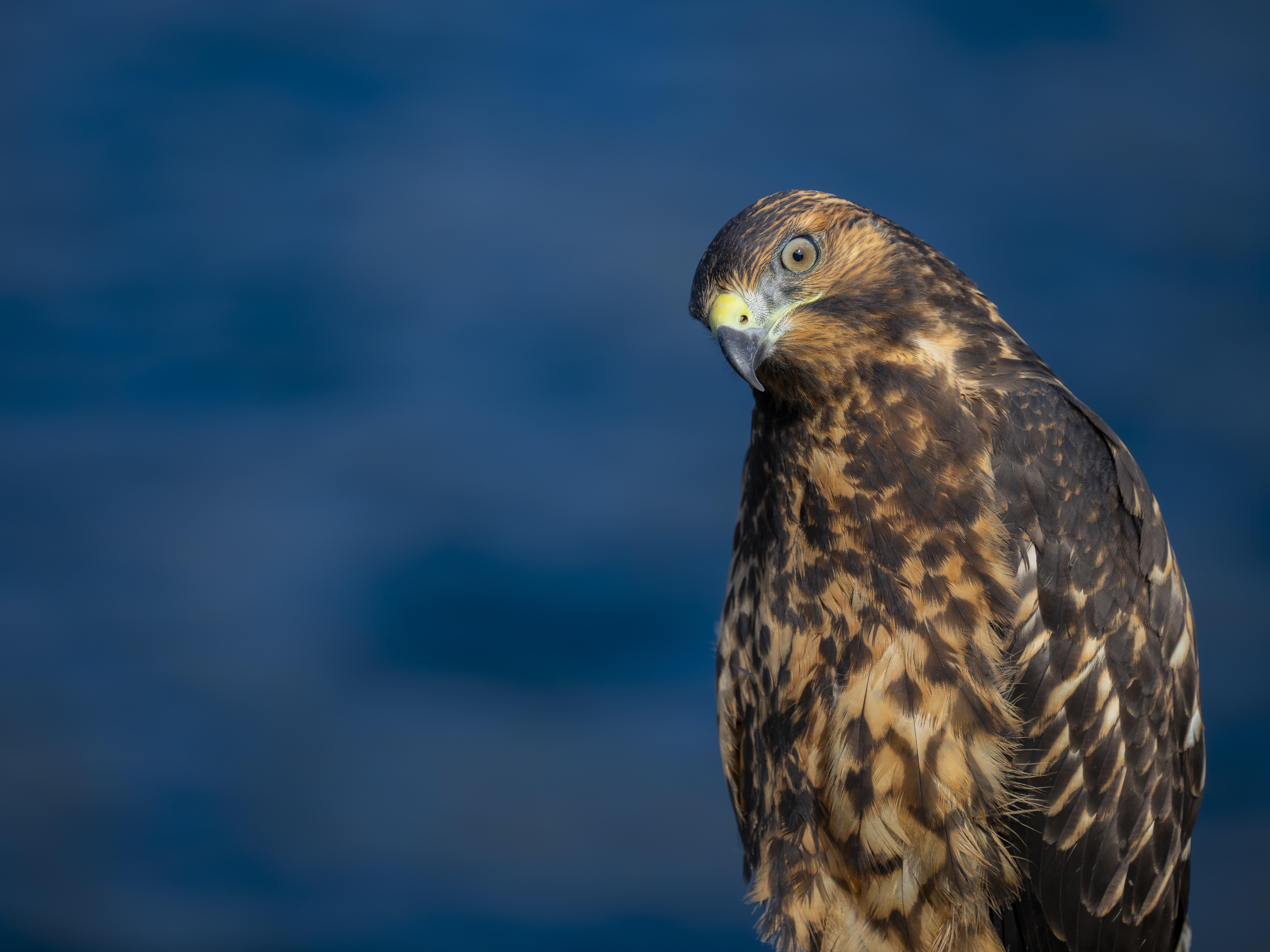 Galapagos Hawk | Scrolller