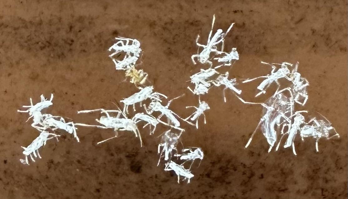 Need help with pest | Scrolller