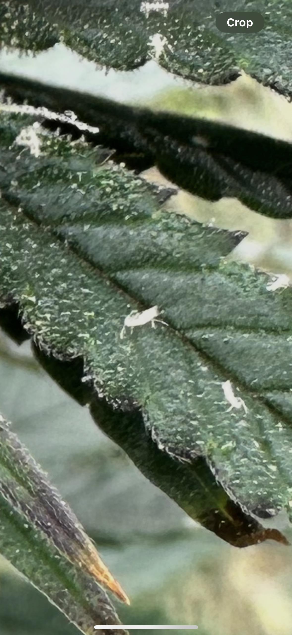 Need help with pest | Scrolller