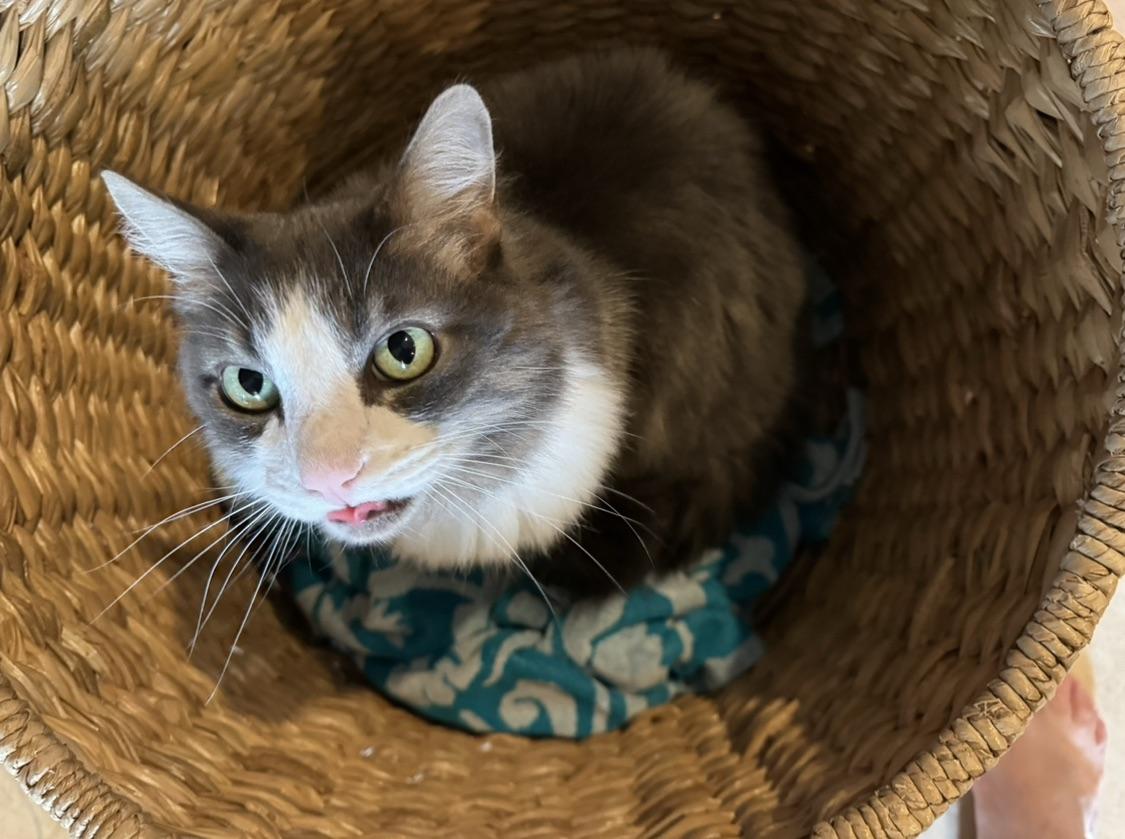 Three whole traps! | Scrolller