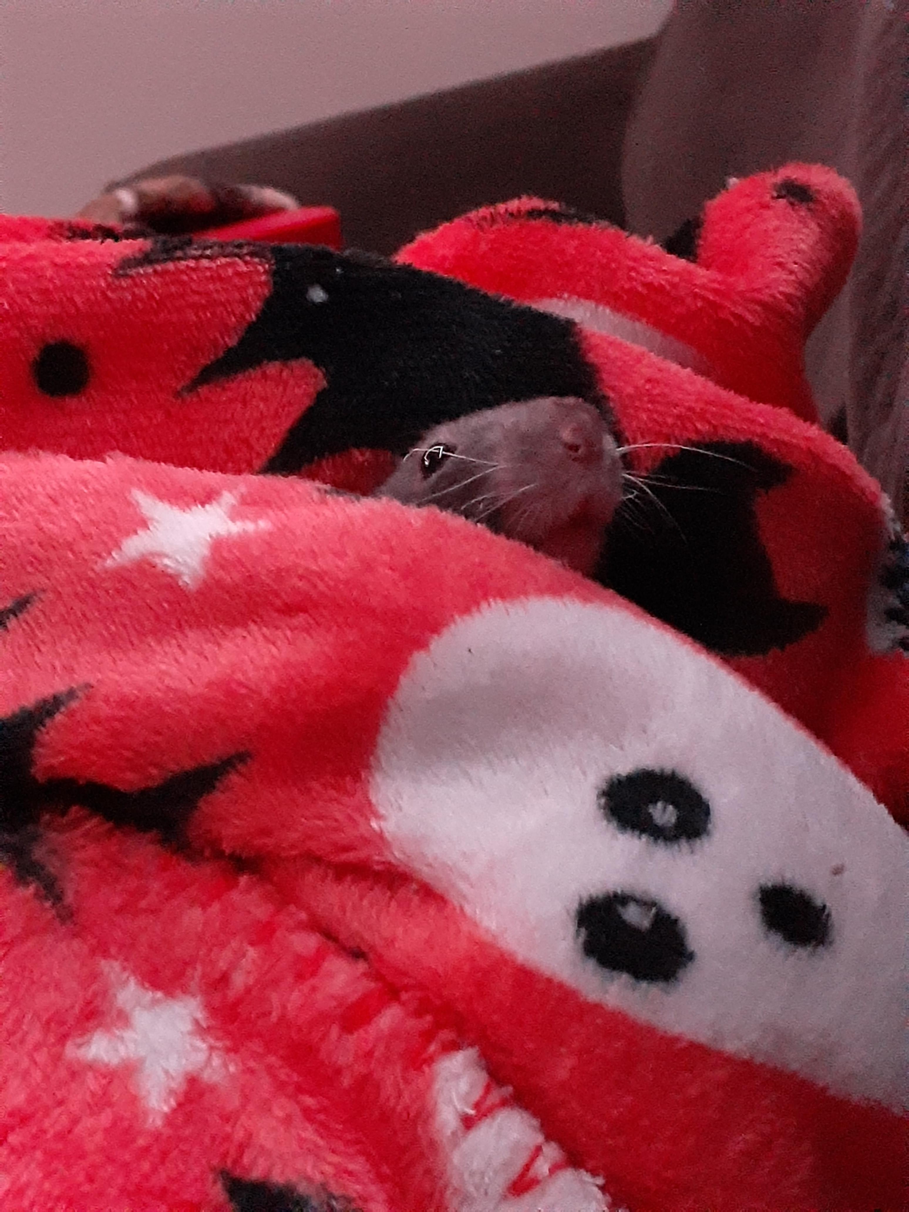 Is this appropriate behavior? | Scrolller