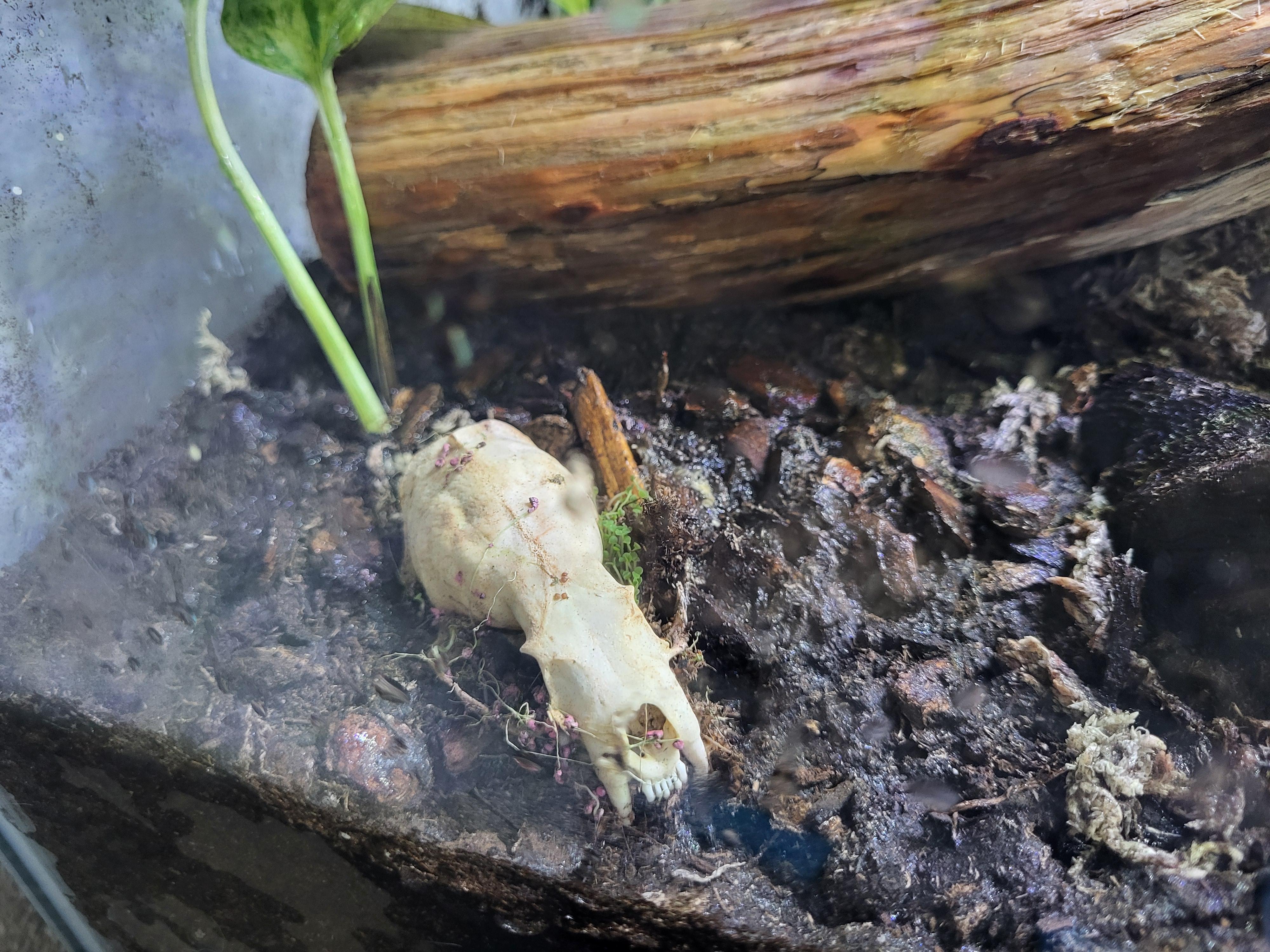 Moved my bird eater into her/his bioactive 20 gal tank, super happy ...